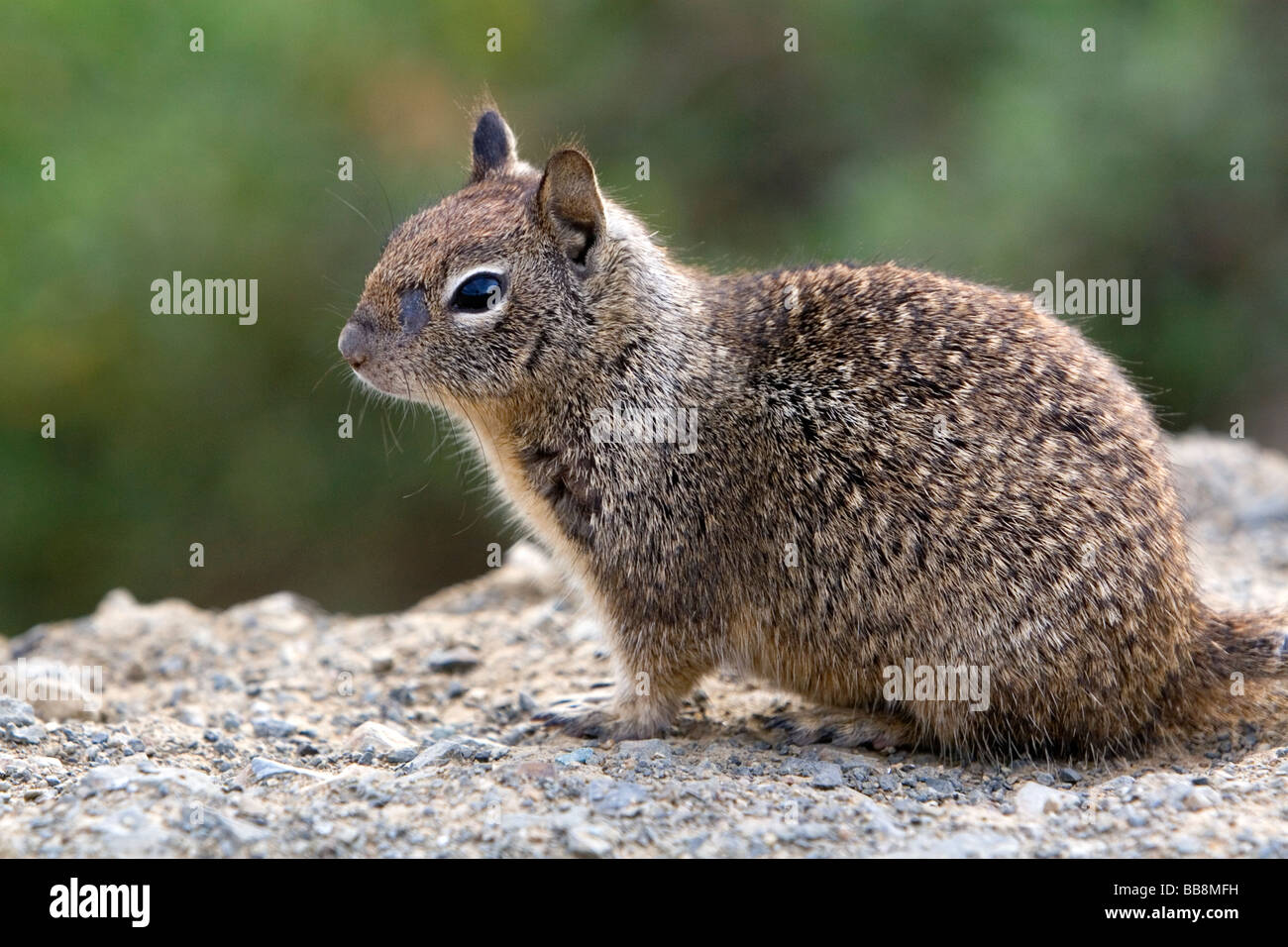 California Ground Squirrel in Southern California USA Stock Photo - Alamy