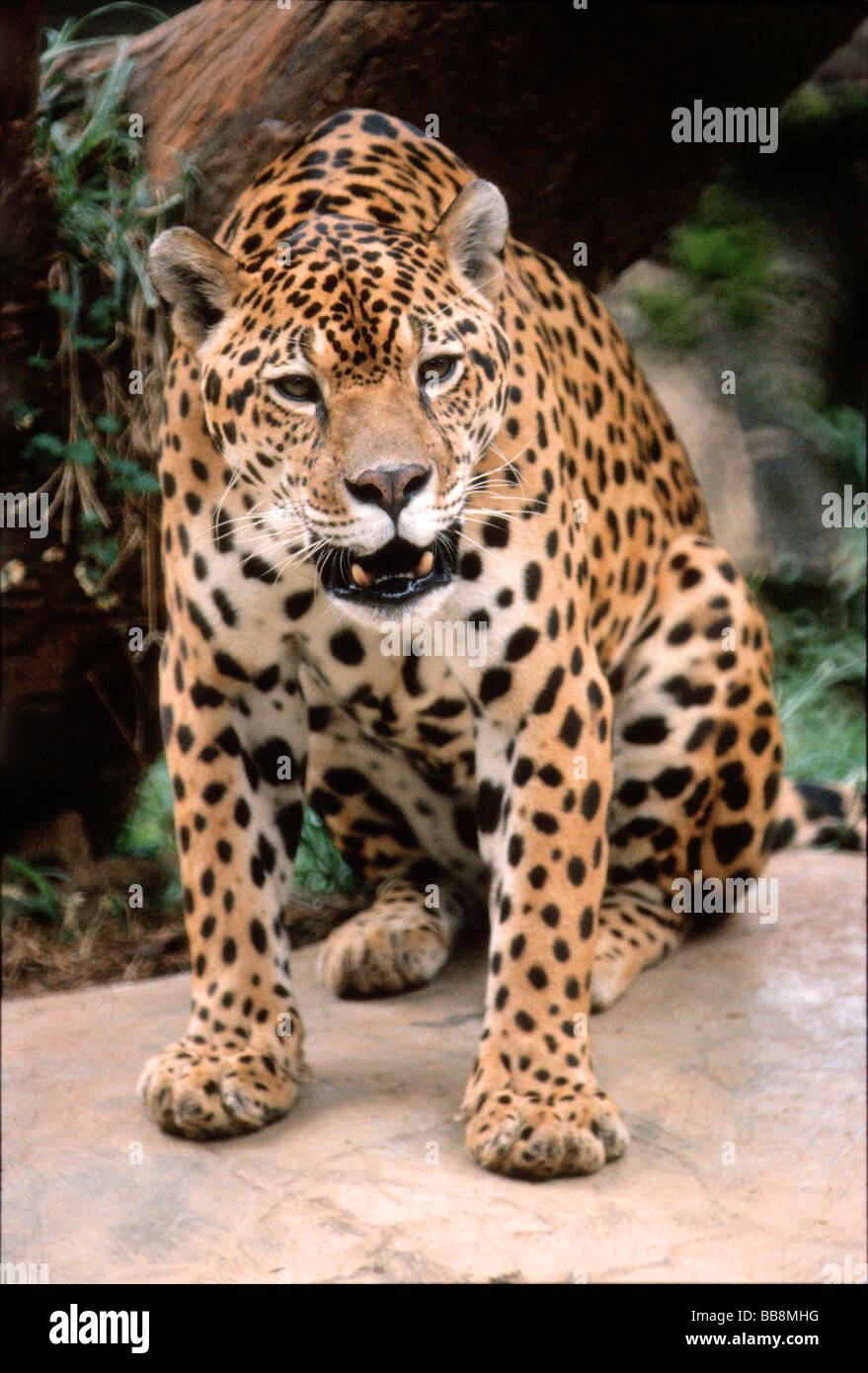 Jaguar is the biggest carnivore in South America Stock Photo - Alamy