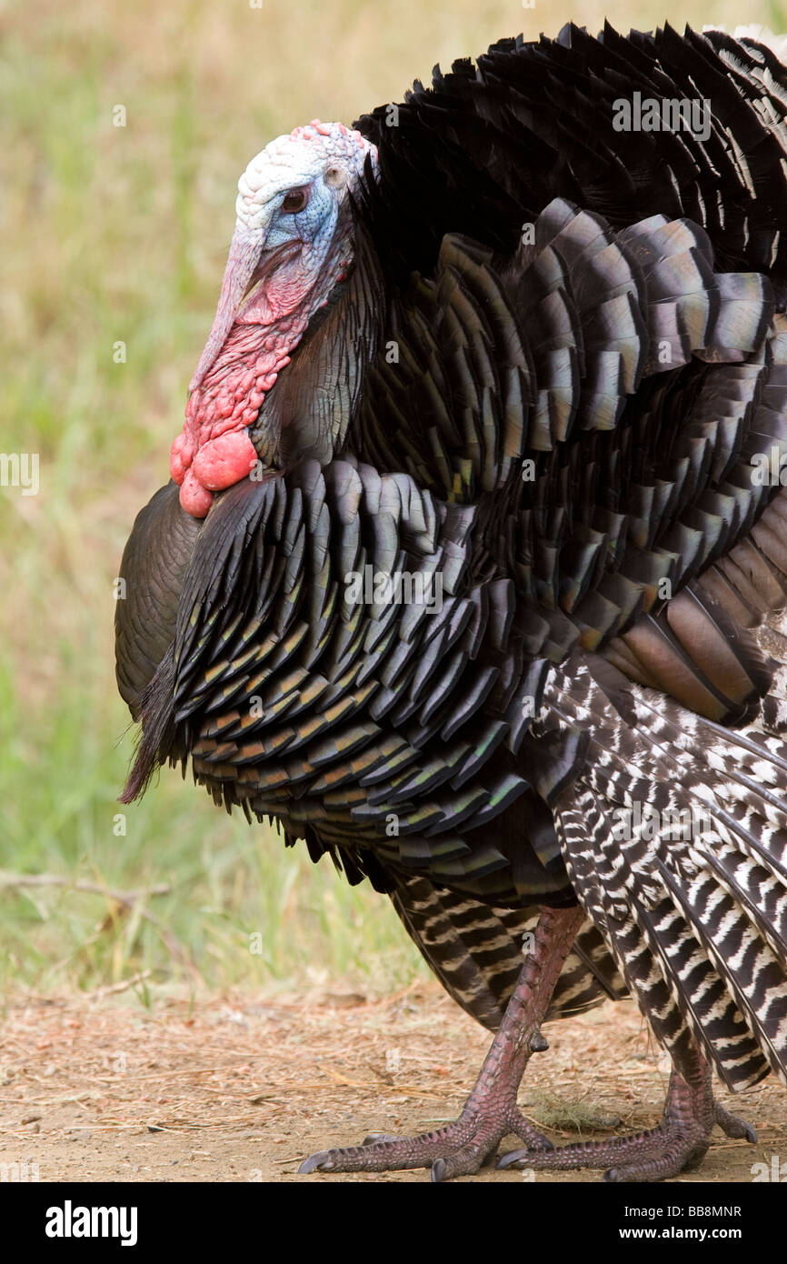 Wild tom turkey hi-res stock photography and images - Alamy