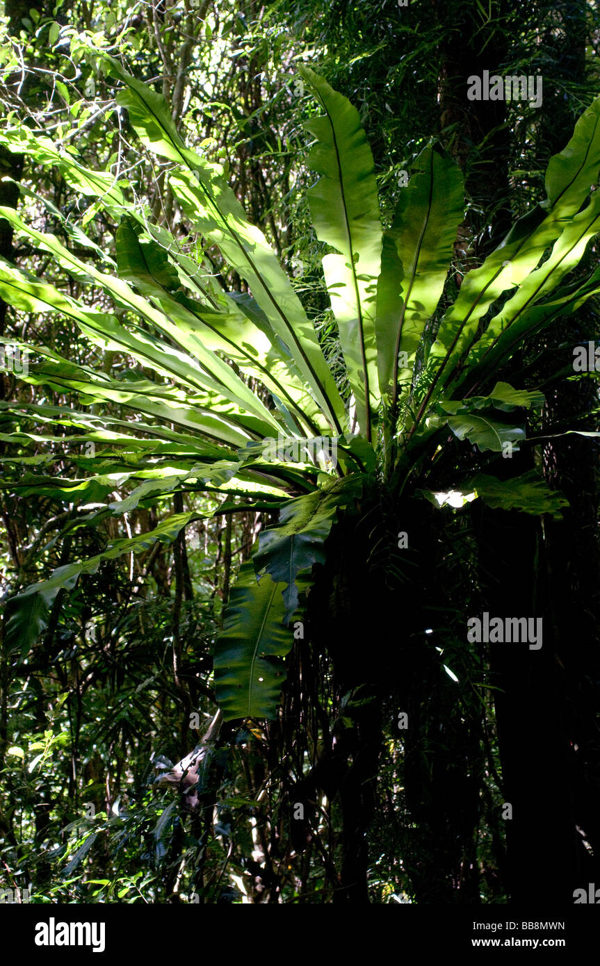 Nsw rainforest trees green hi-res stock photography and images - Alamy