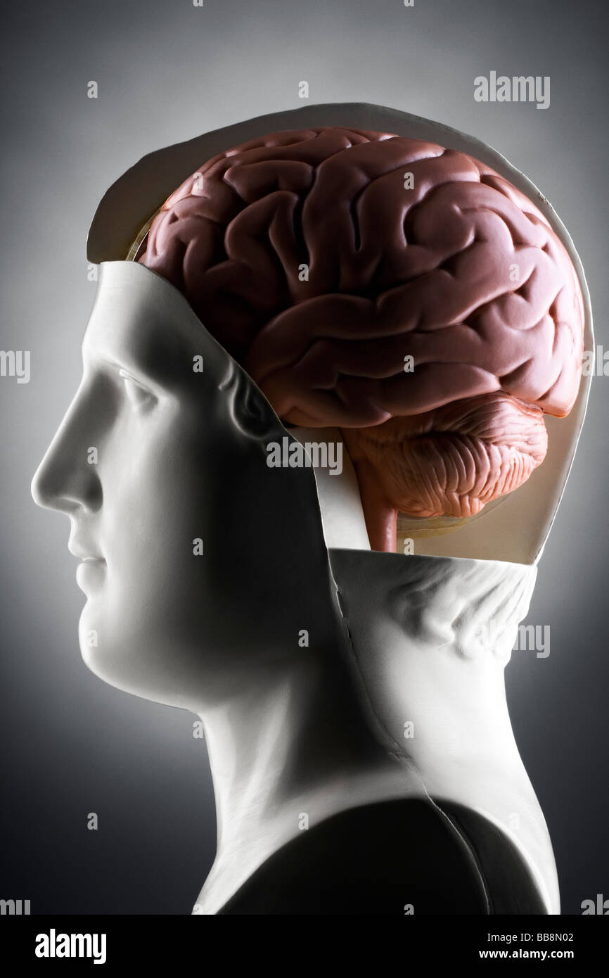 Head model hi-res stock photography and images - Alamy