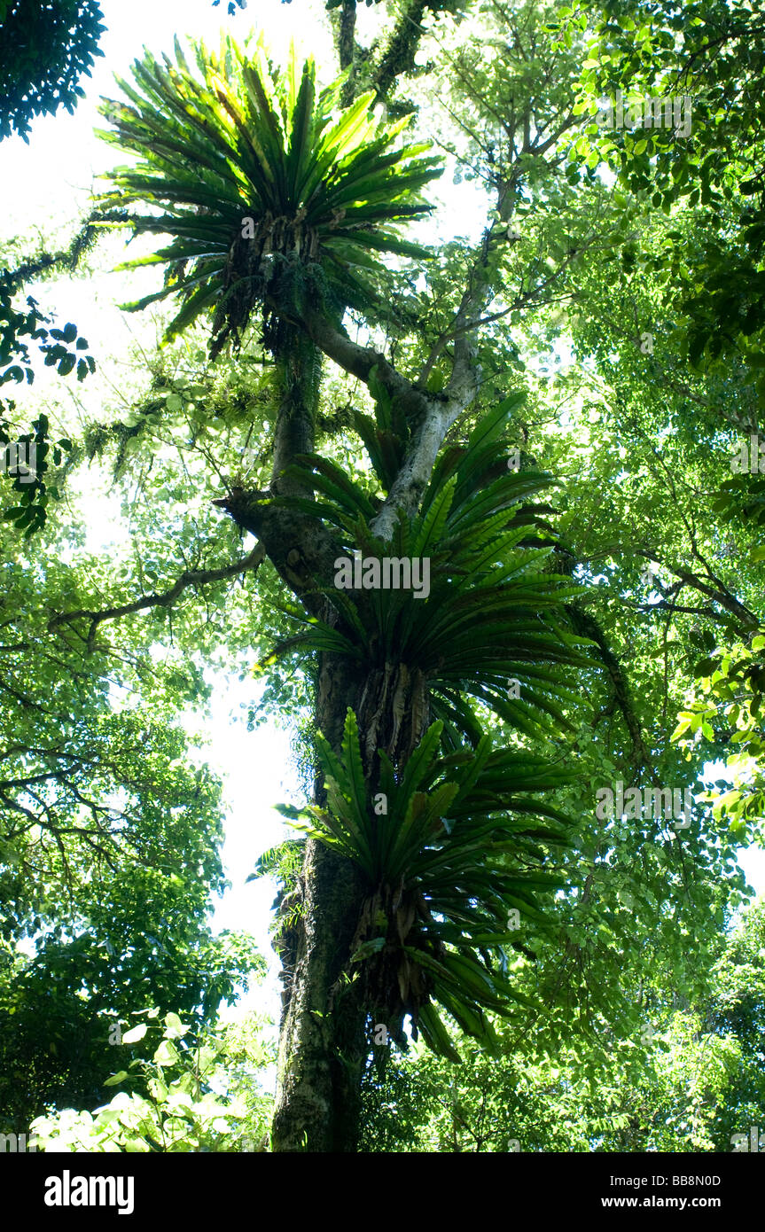 Nsw rainforest trees green hi-res stock photography and images - Alamy