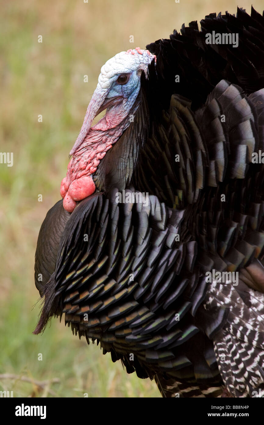 Wild Tom Turkey Stock Photo - Alamy