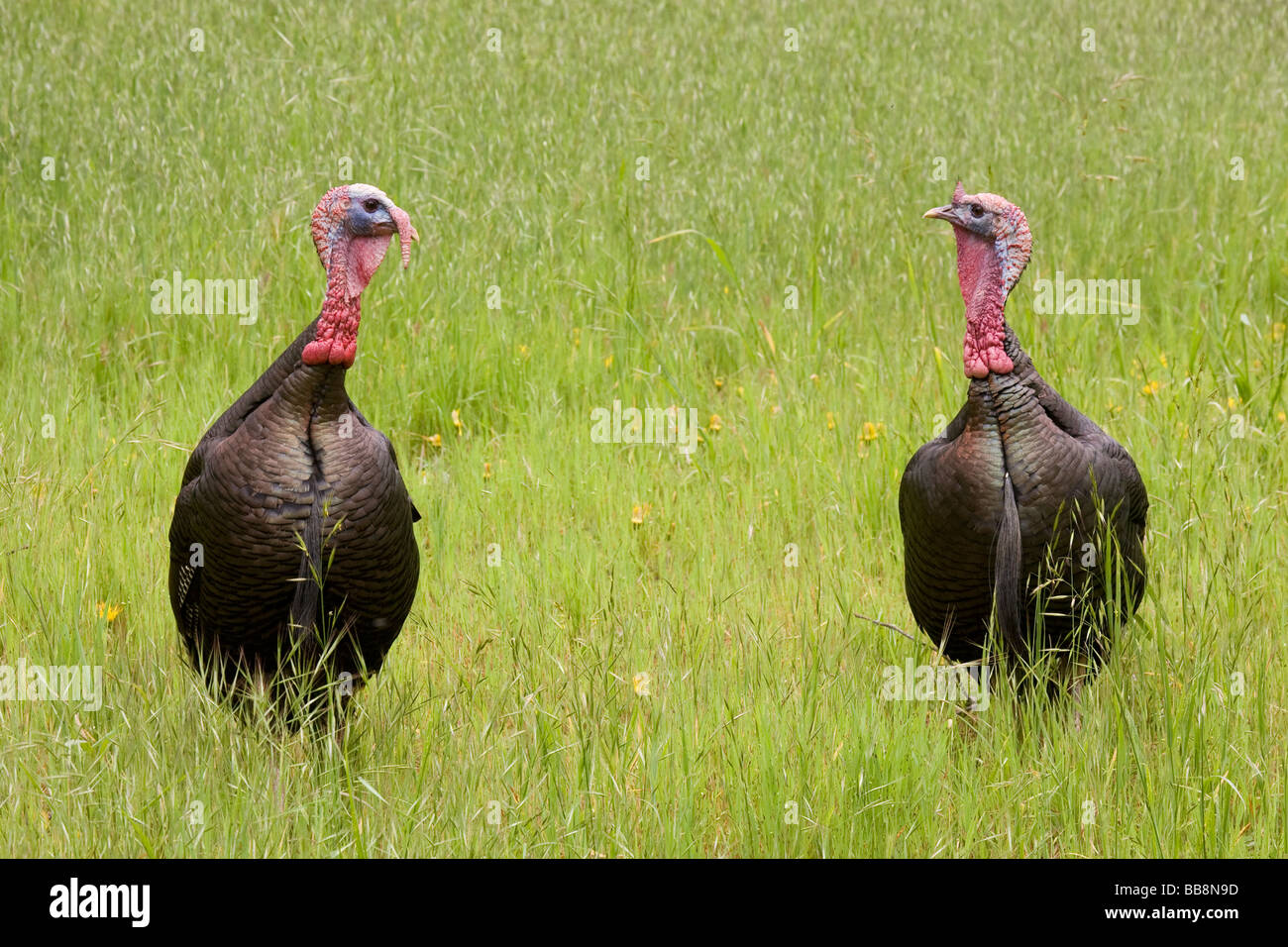 Two Wild Tom Turkeys Stock Photo - Alamy