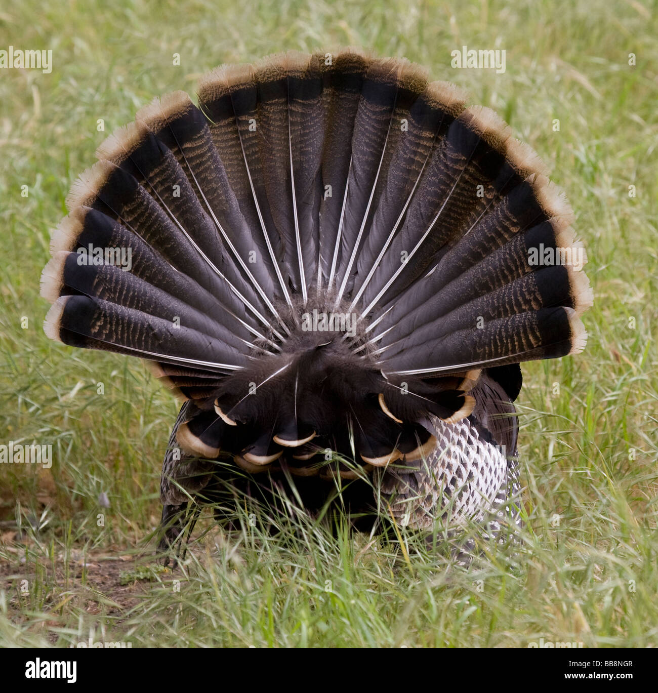 Wild Tom Turkey Tail Stock Photo - Alamy