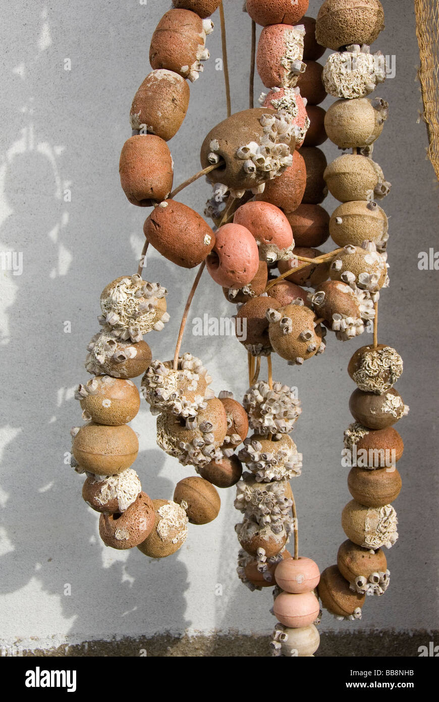 Shell encrusted net floats like a string of mermaid's pearls hanging to ...