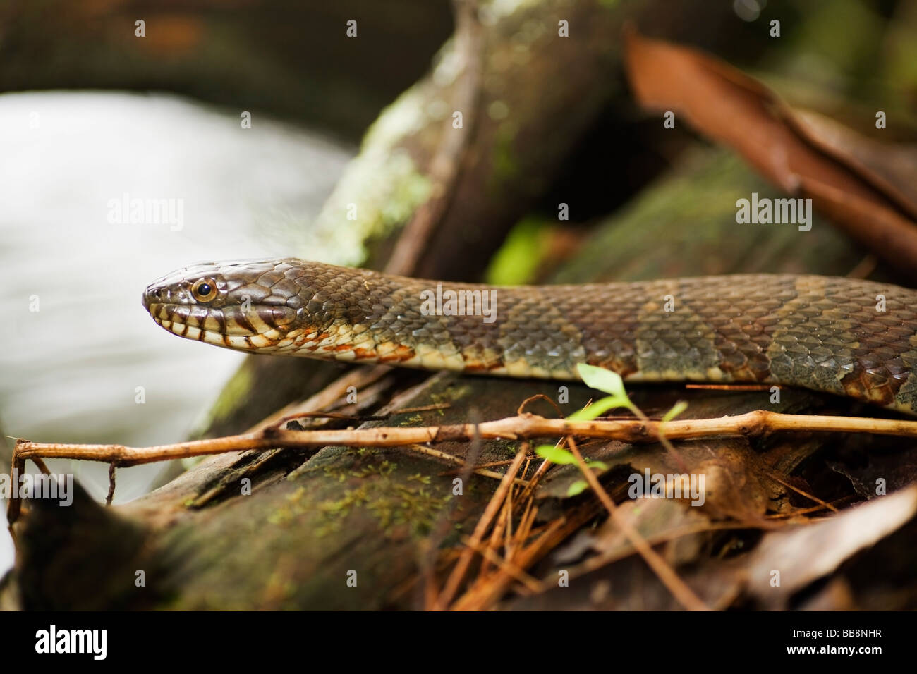 Northern water snake hi-res stock photography and images - Alamy