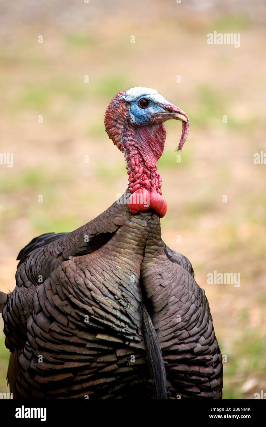 Wild tom turkey hi-res stock photography and images - Alamy