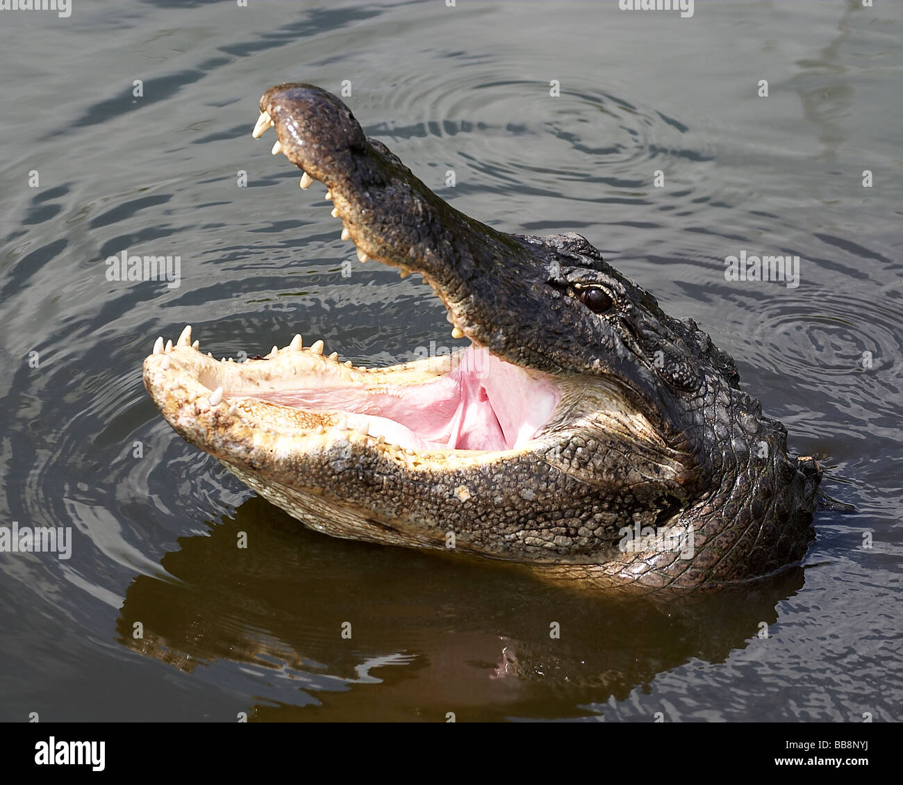 Florida Gator Croc Shoes