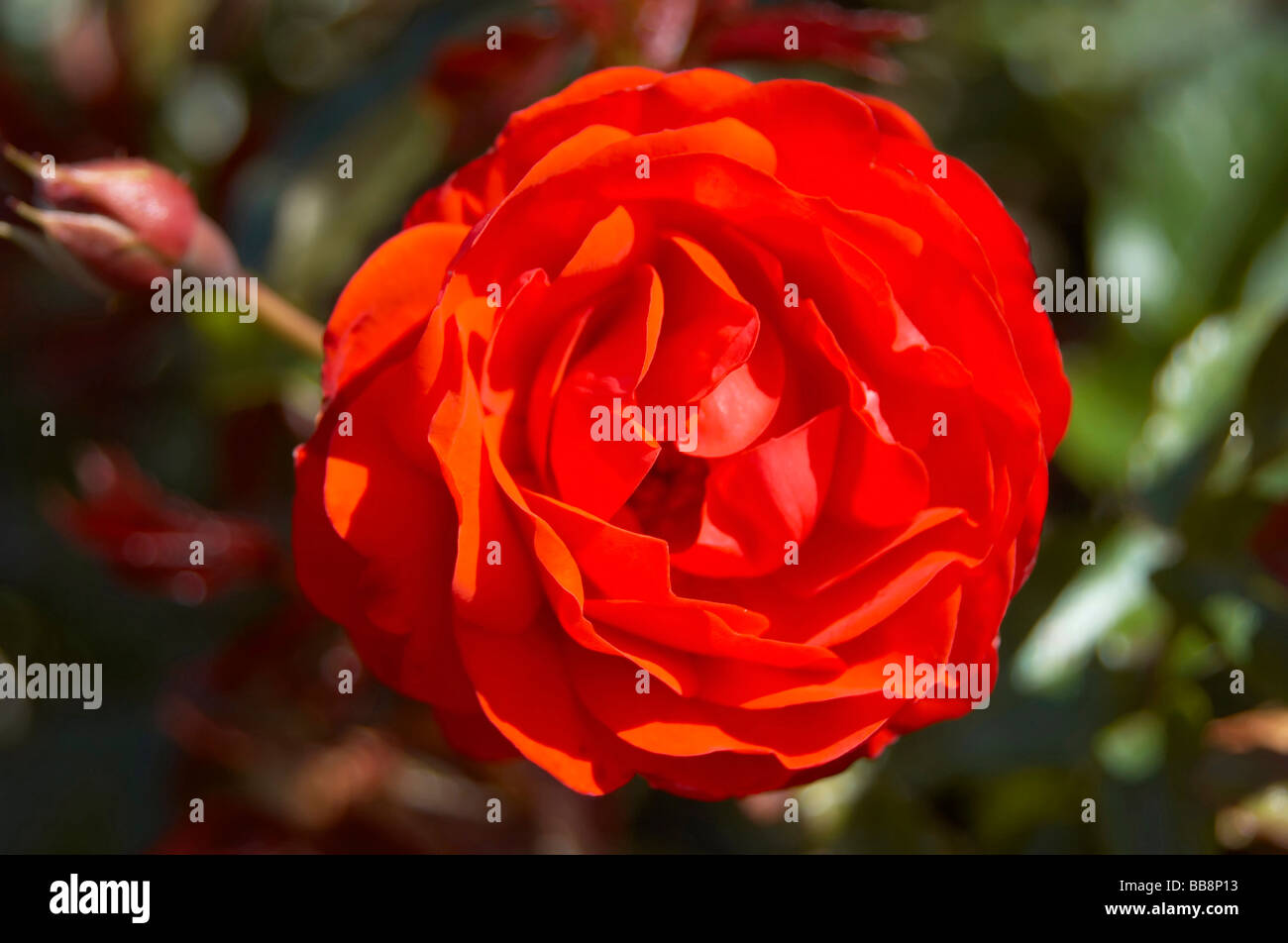 The english red rose hi-res stock photography and images - Alamy