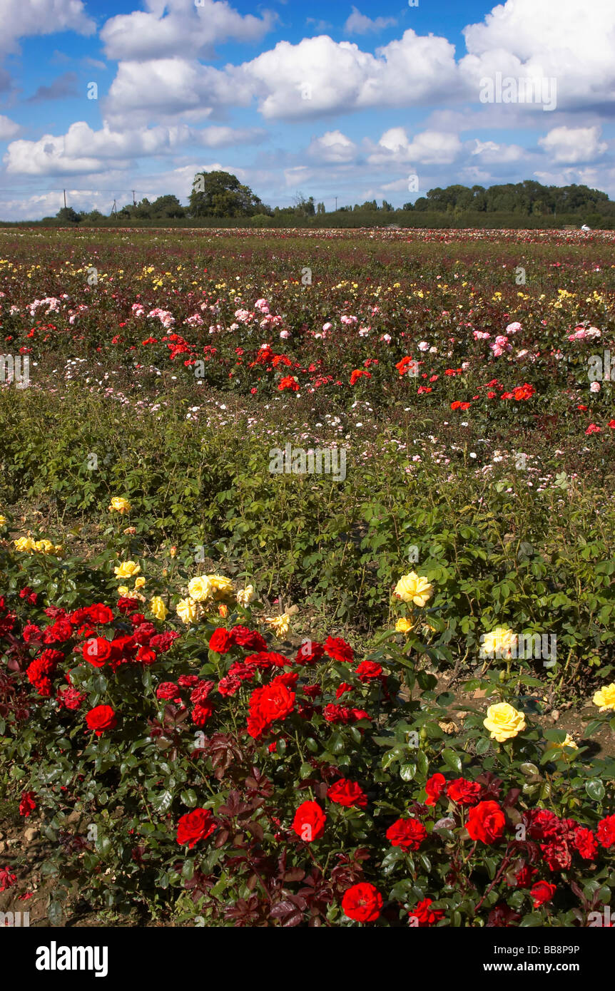 A field of roses Plant Nursery Rose Stock Photo - Alamy