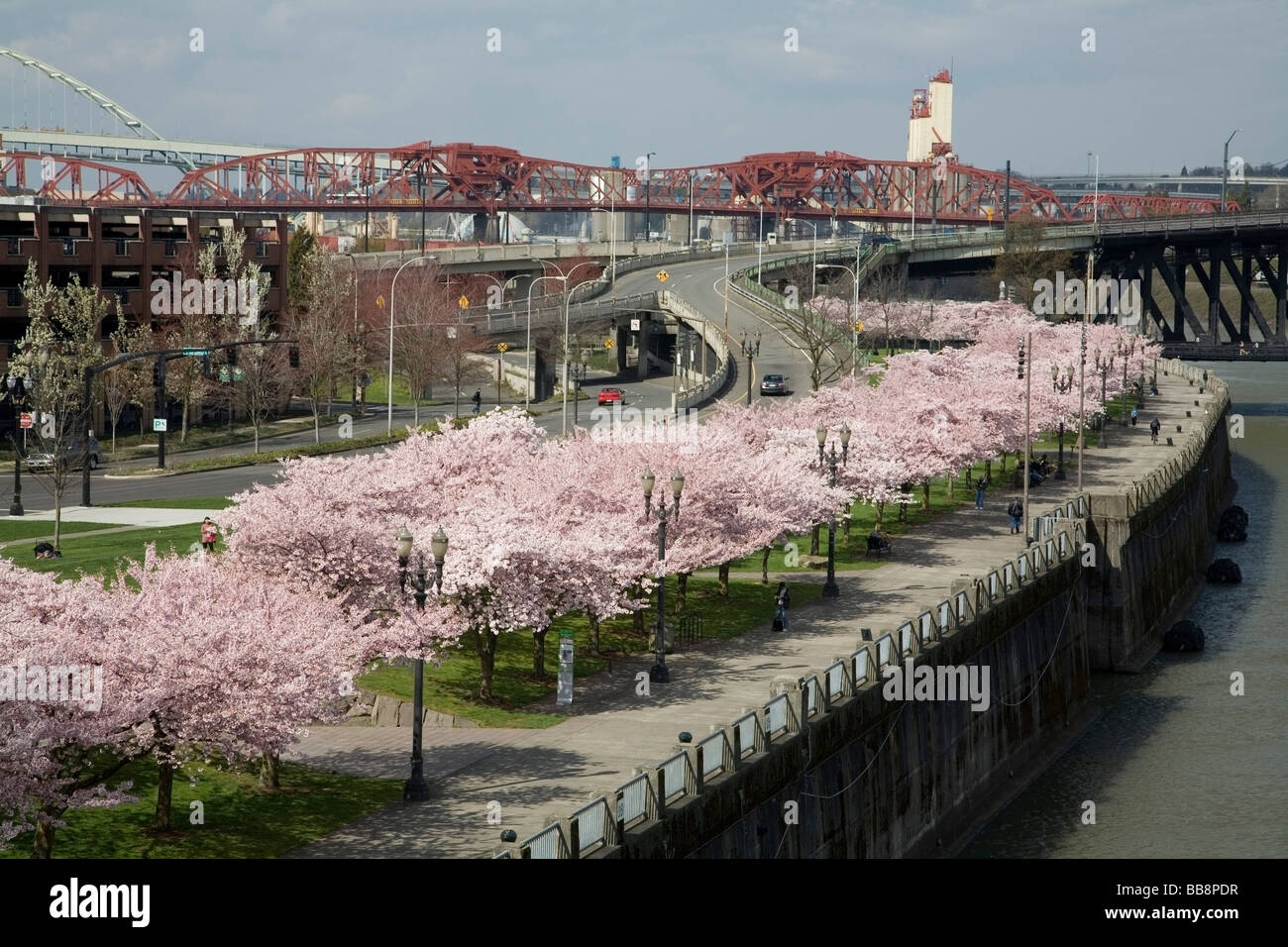 Spring blossoms along Portland Waterfront; Portland , Oregon, USA Stock ...