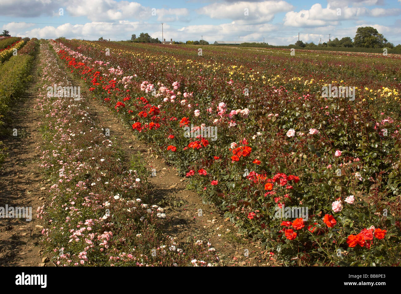 A field of roses Plant Nursery Rose Stock Photo - Alamy