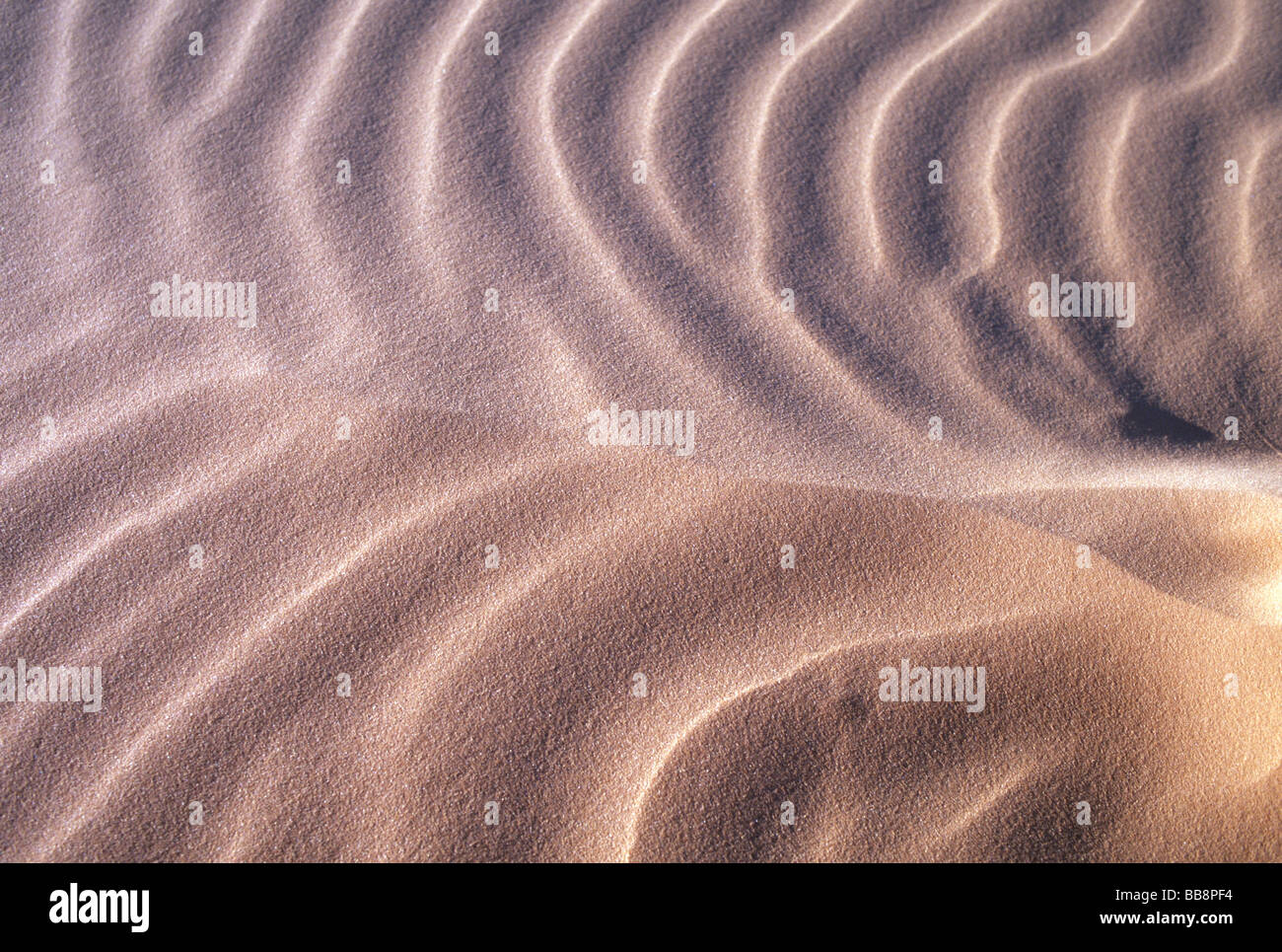 Ripple pattern in sand at Coral Pink Sand Dunes State Park in Utah USA ...