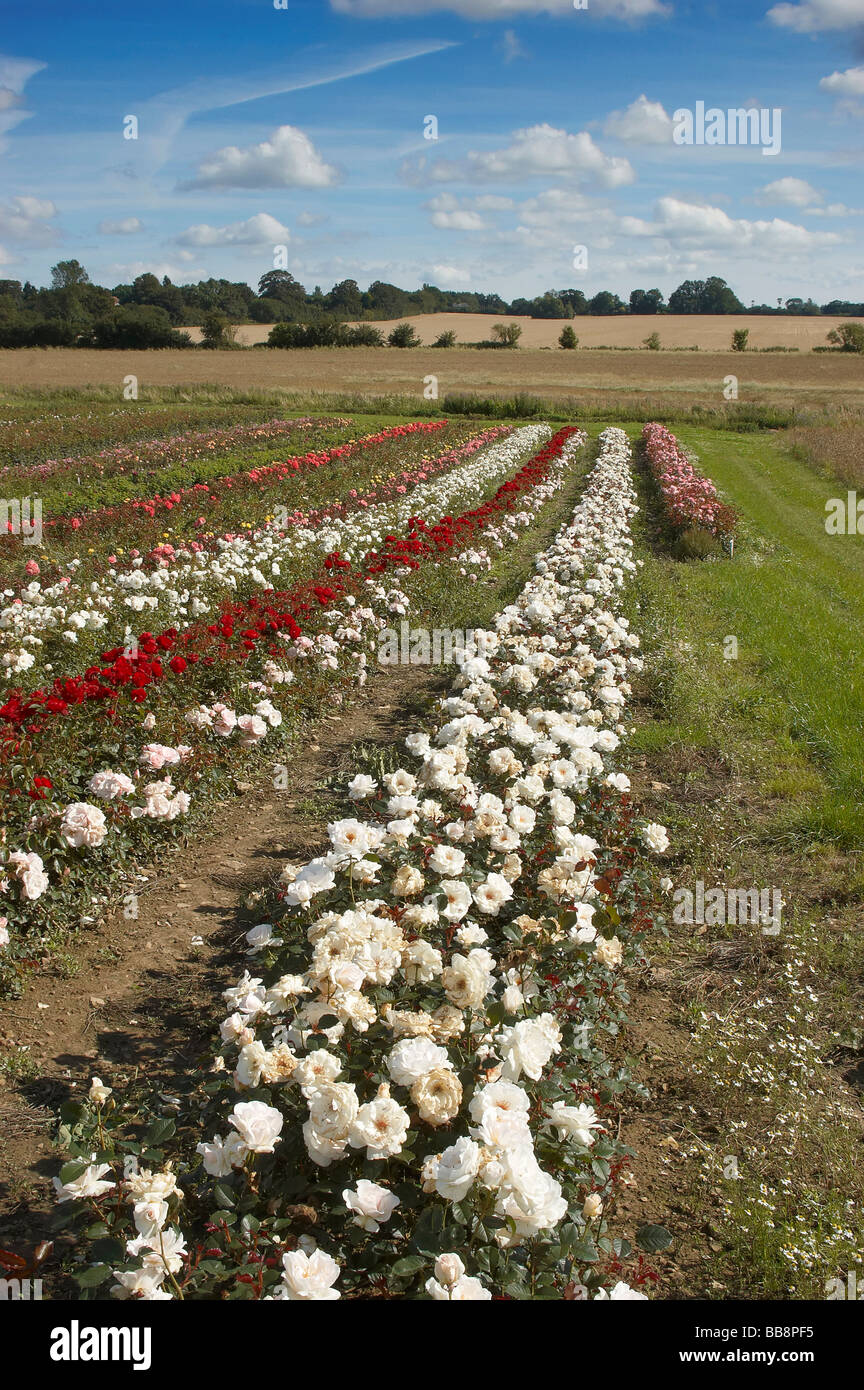 A field of roses Plant Nursery Rose Stock Photo - Alamy