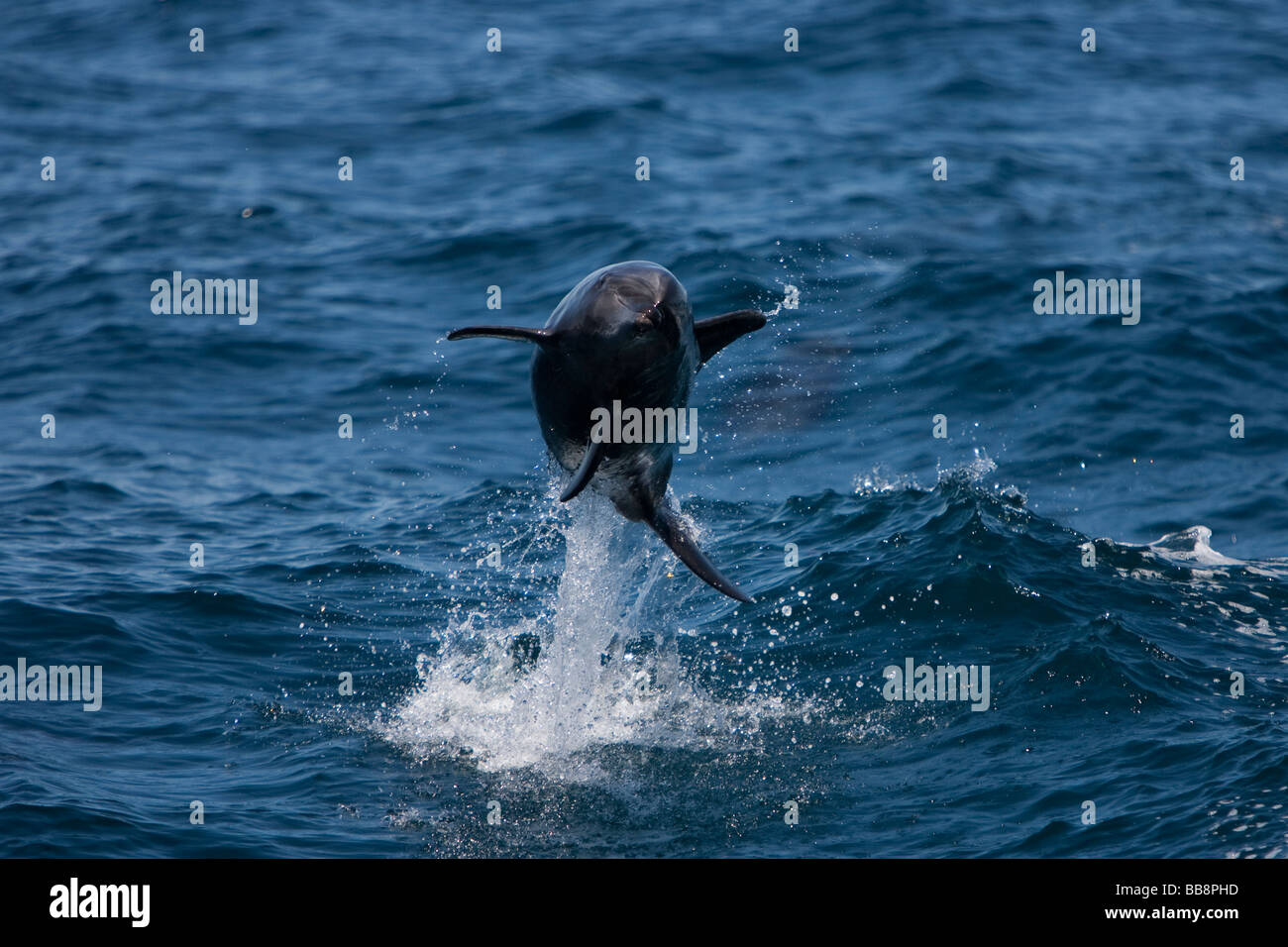 Bottlenose Dolphin tursiops truncatus Großer Tümmler leaping Sea of Cortez Baja California ...