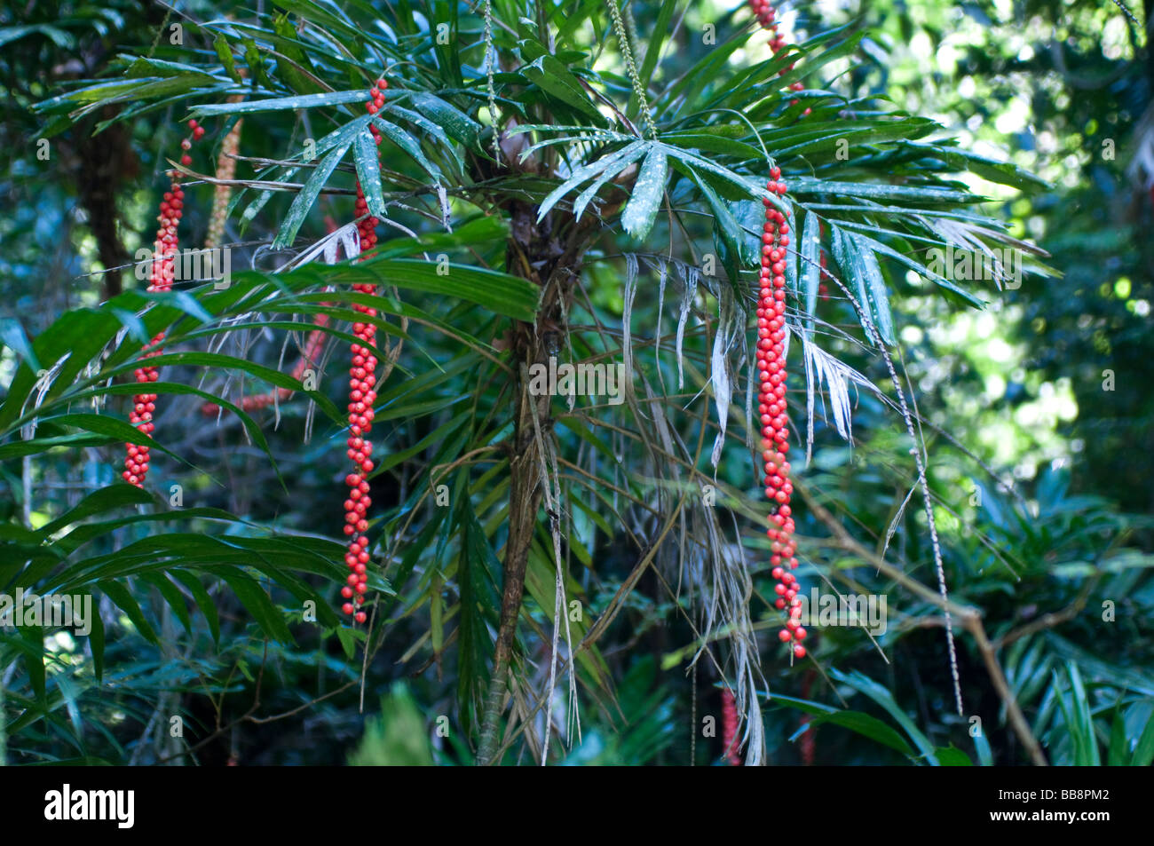 Dorrigo National Park Walking stick palm with red berries Linopadix monostachya NSW Australia ...