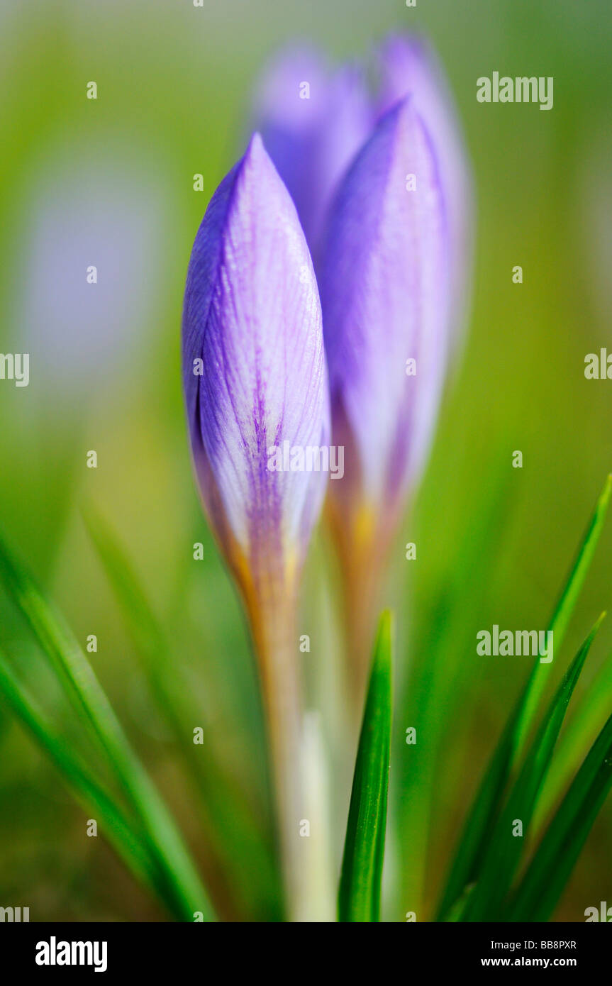 Outdoor closed lilac hi-res stock photography and images - Alamy