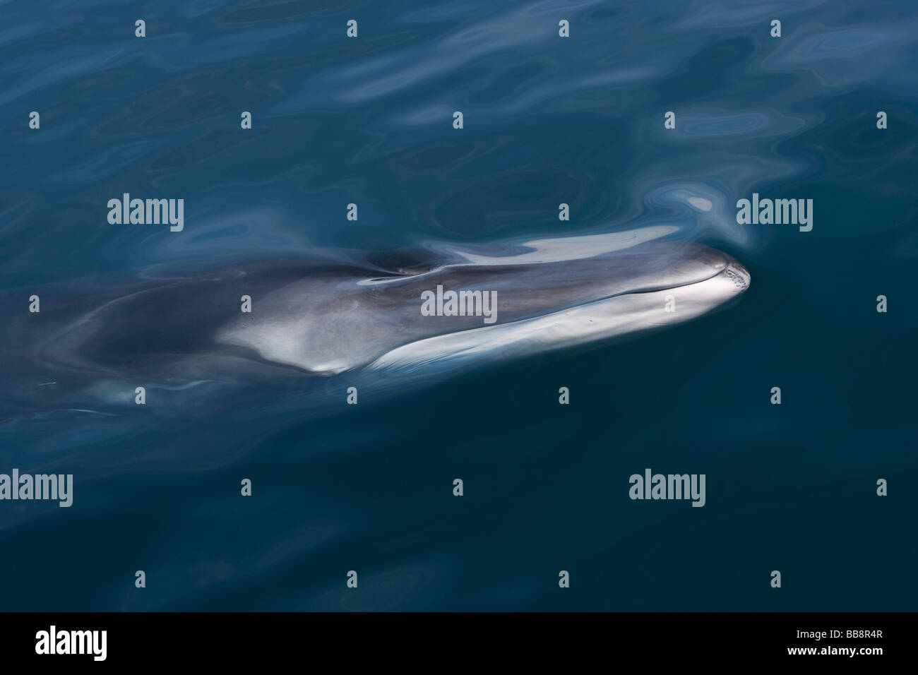 Fin Whale