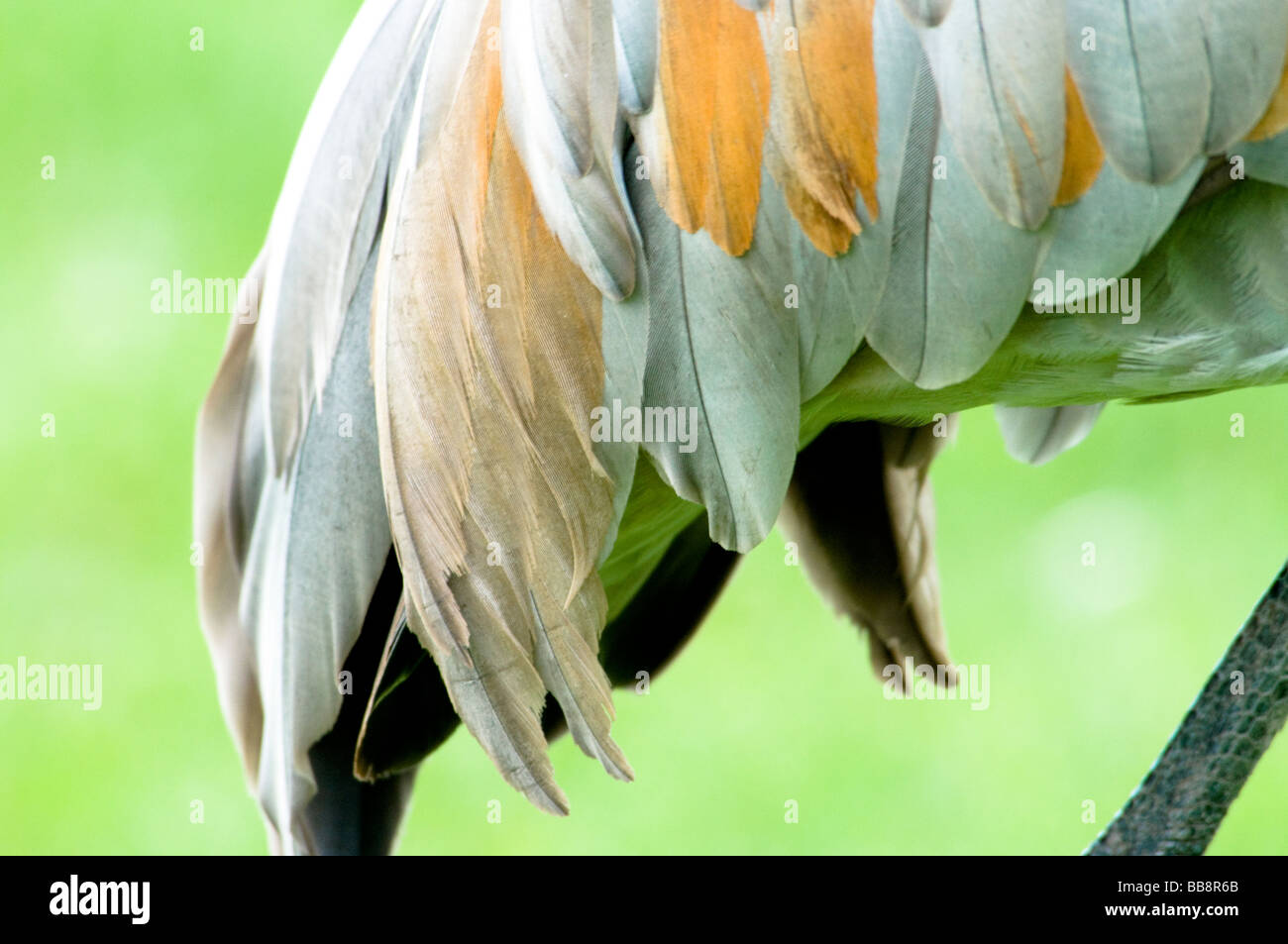 Tail_feathers hi-res stock photography and images - Alamy