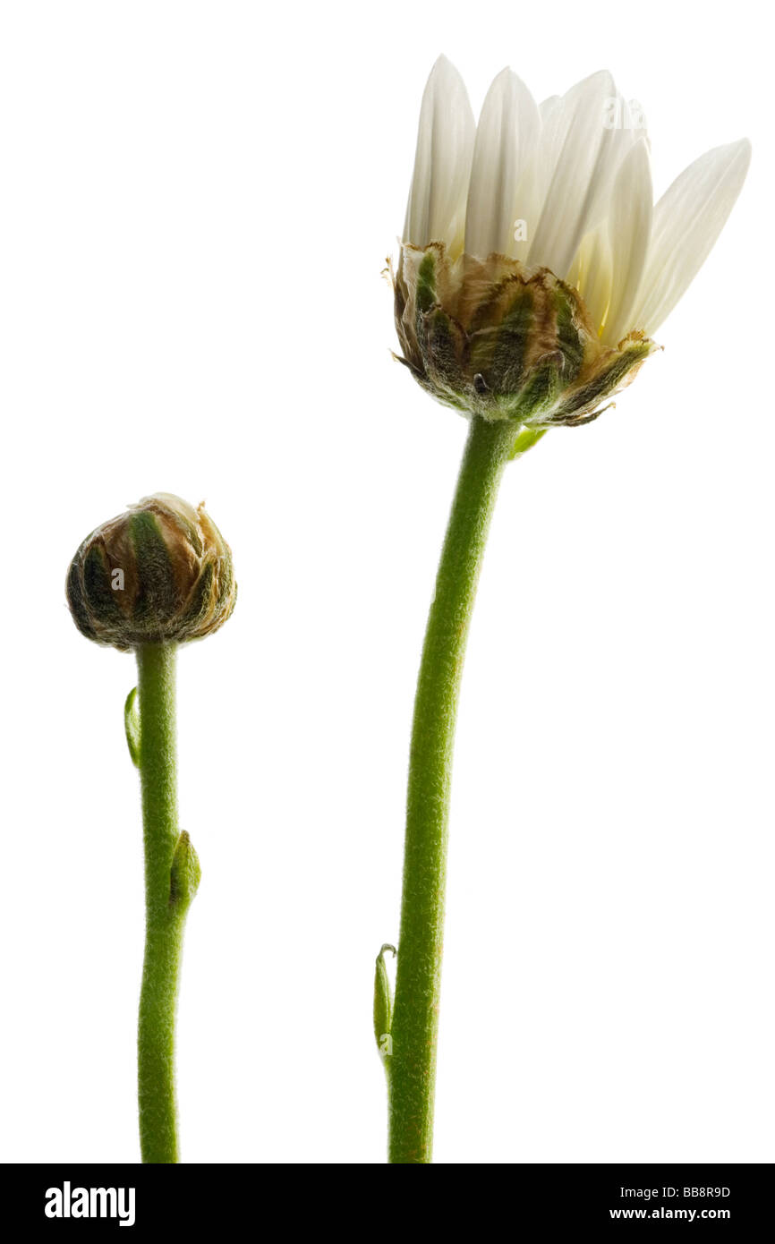 Half opened flower hi-res stock photography and images - Alamy