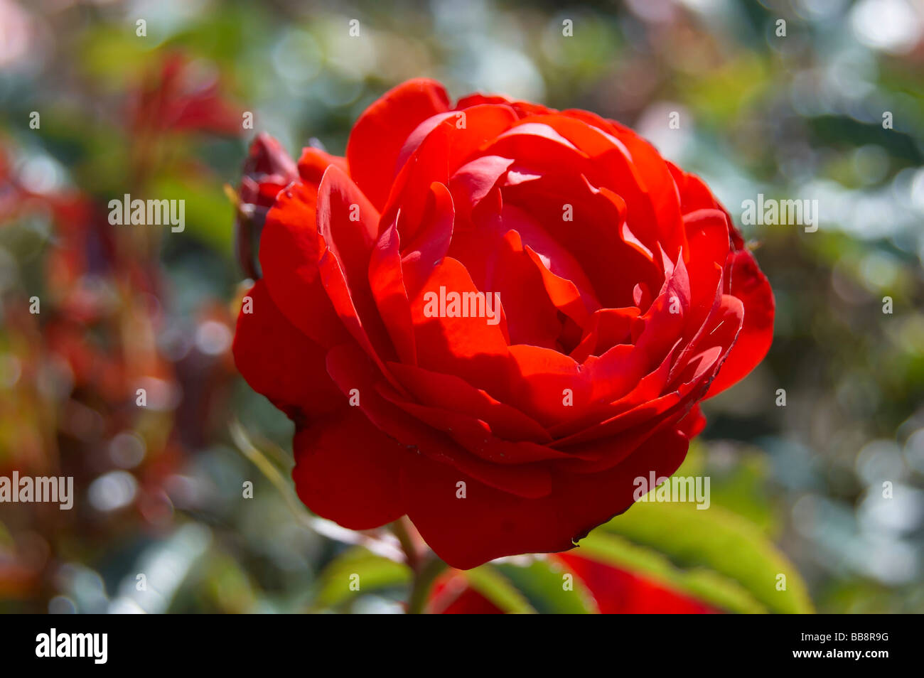 An English Red Rose outdoors on the bush Stock Photo - Alamy