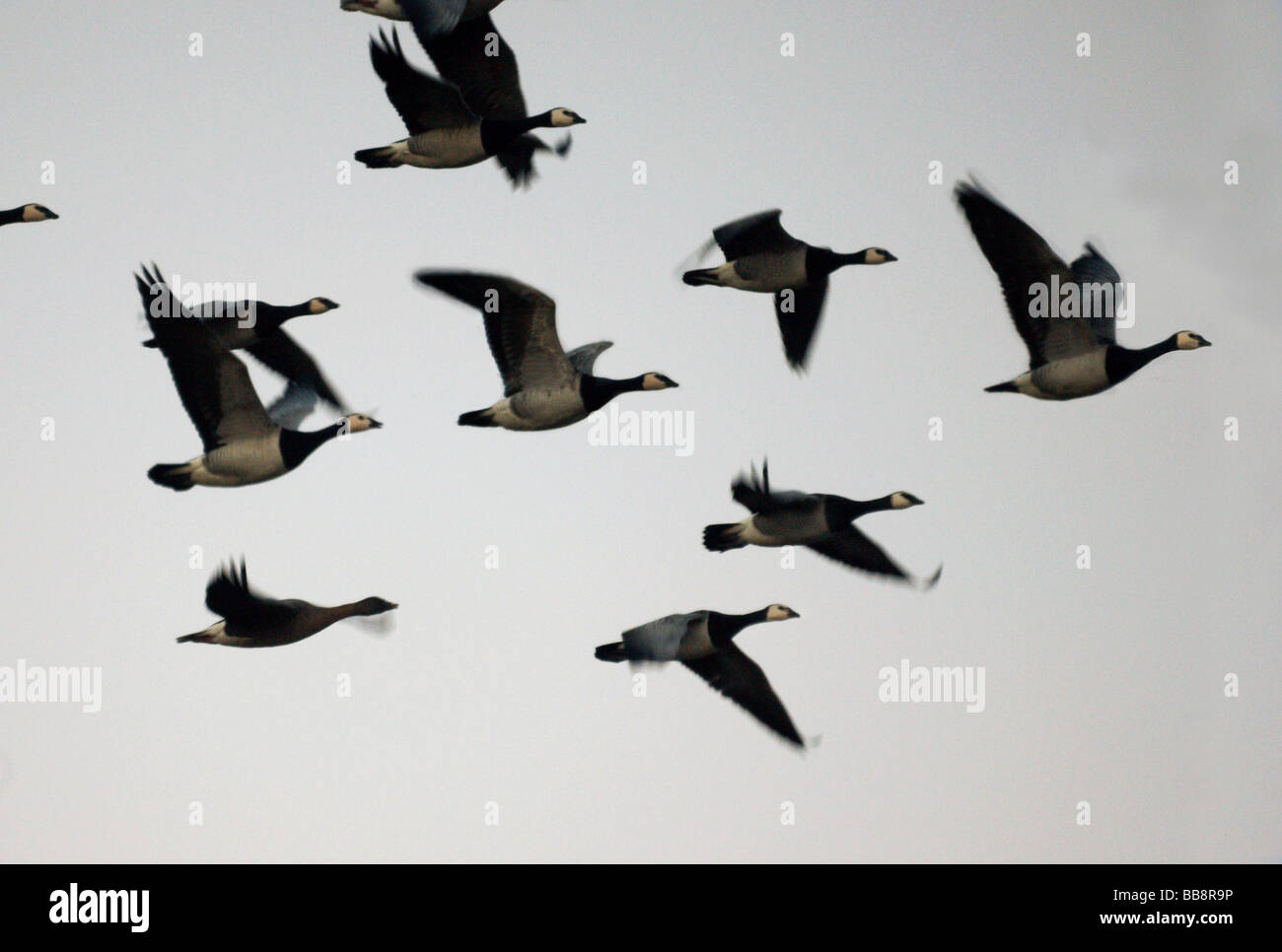 Wildfowl;Geese; Barnacle Geese with a Pink-footed Goose in flight Stock ...