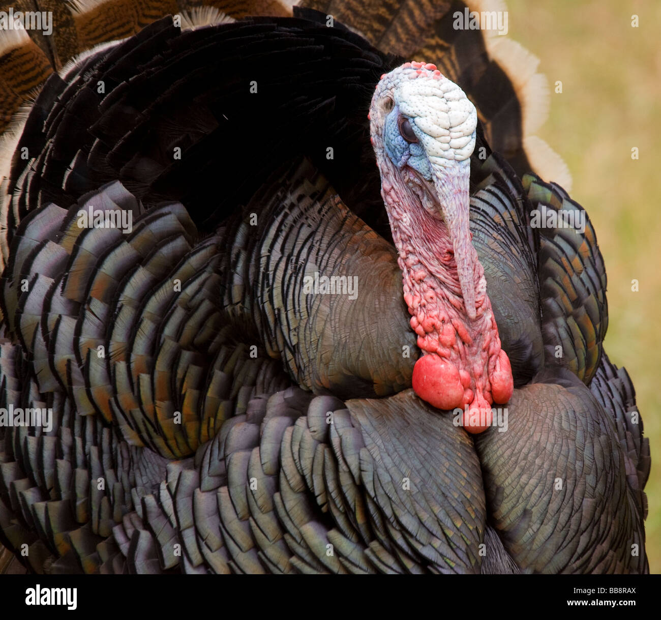 Wild tom turkey hi-res stock photography and images - Alamy