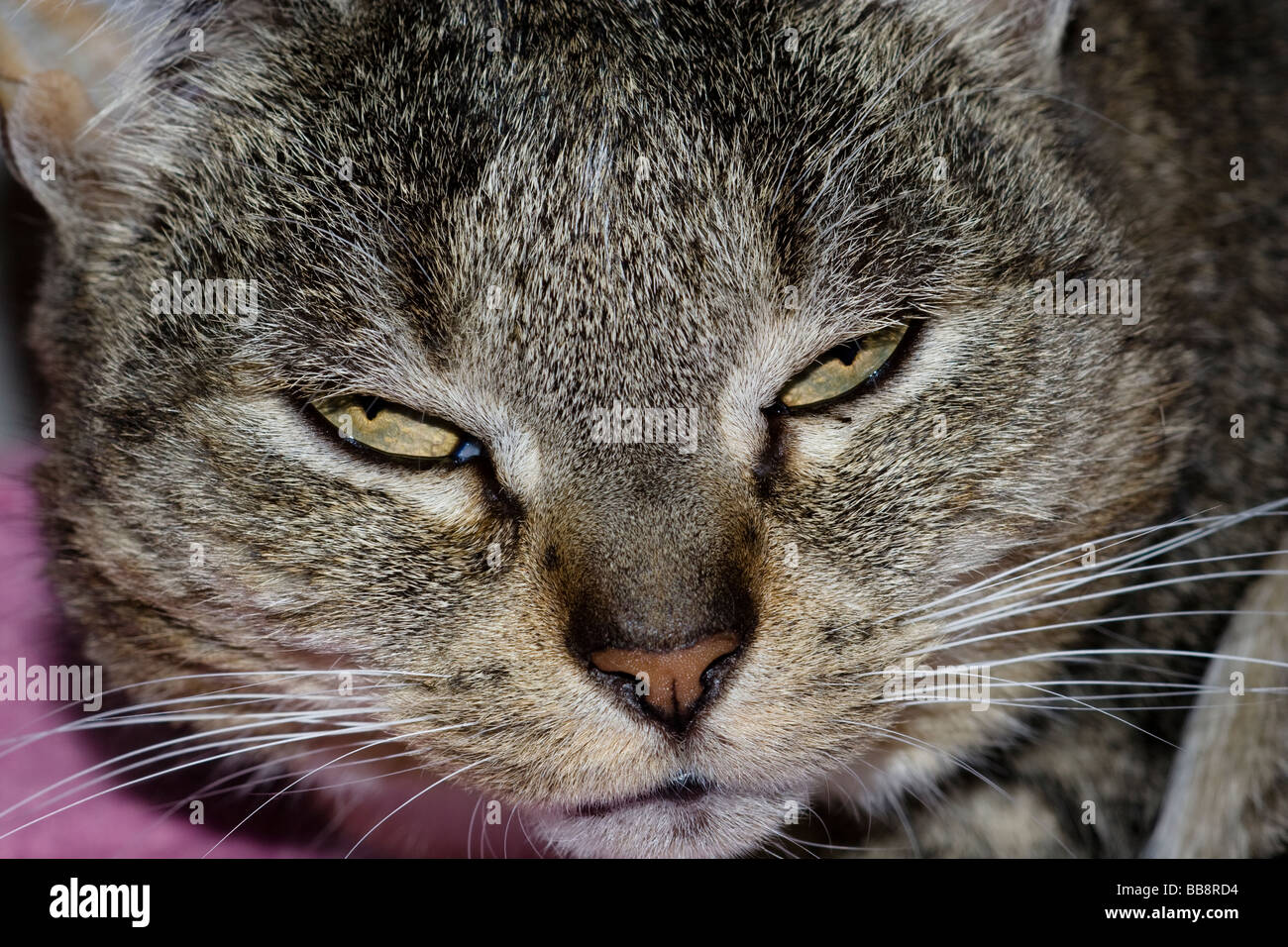 Puschel hi-res stock photography and images - Alamy