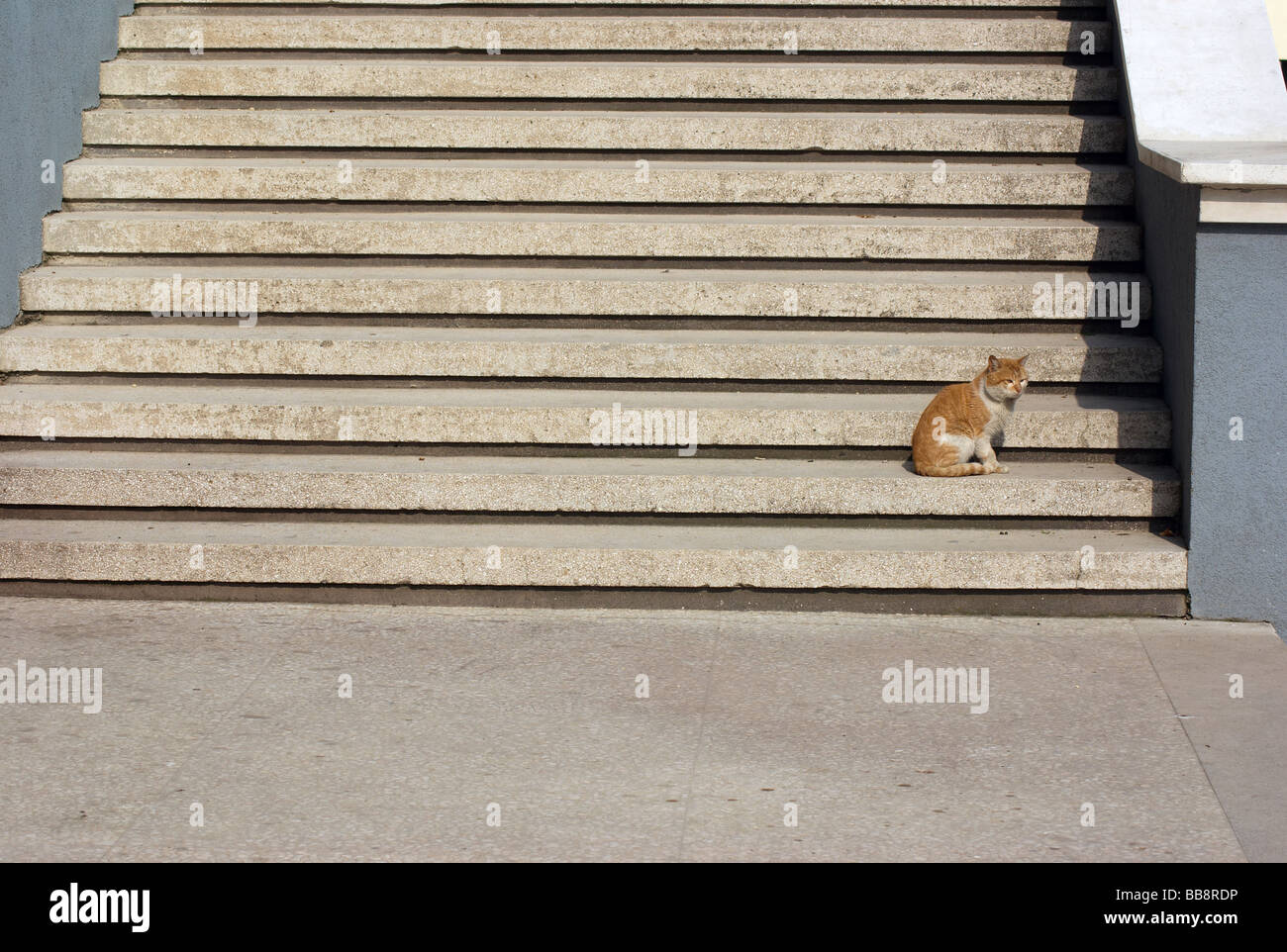 Portrait of cat sitting on steps Stock Photo - Alamy