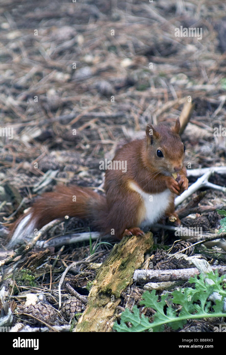 Mammals;Red Squirrel;'Sciurus vulgaris';Sitting on ground.Eating Stock ...