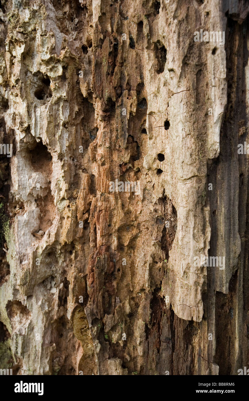 Dutch elm disease uk hi-res stock photography and images - Alamy