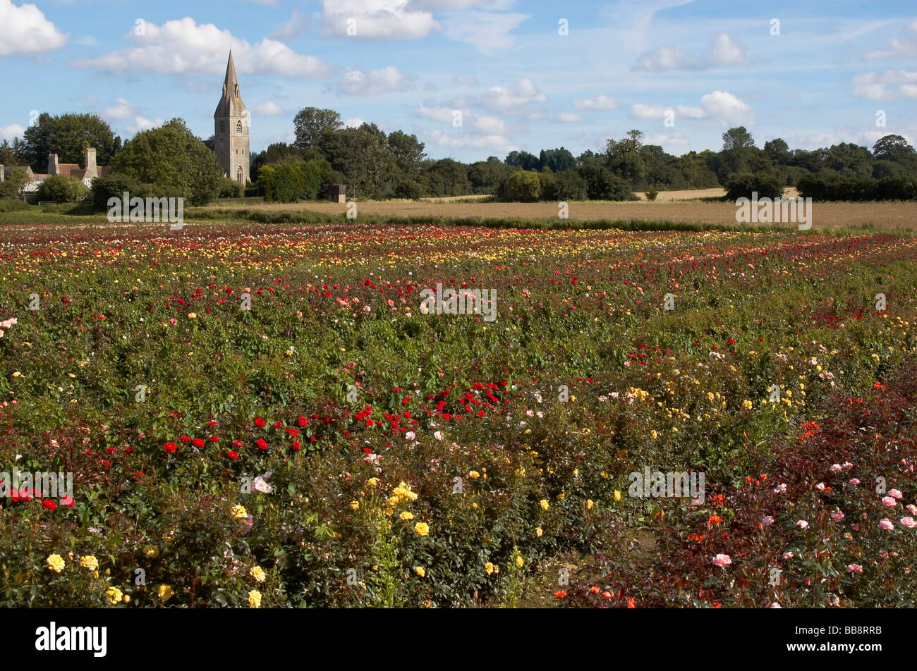Field of roses Stock Photo - Alamy