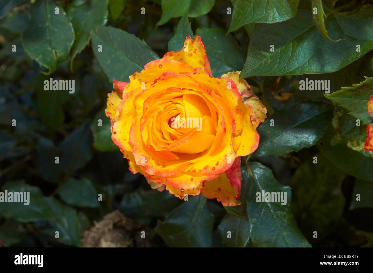 Bright orange rose on bush hi-res stock photography and images - Alamy