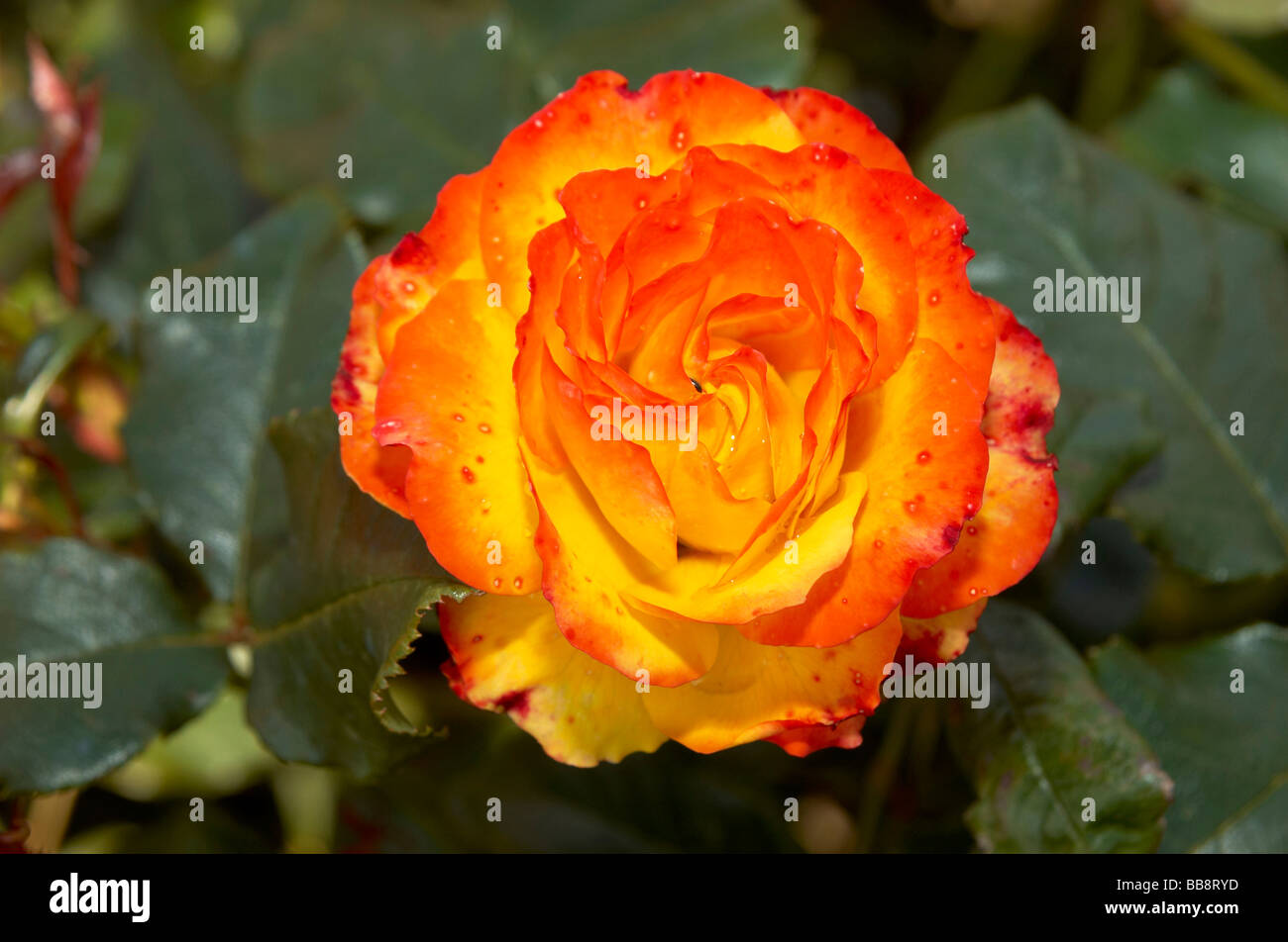 A bright orange rose on the bush Stock Photo - Alamy