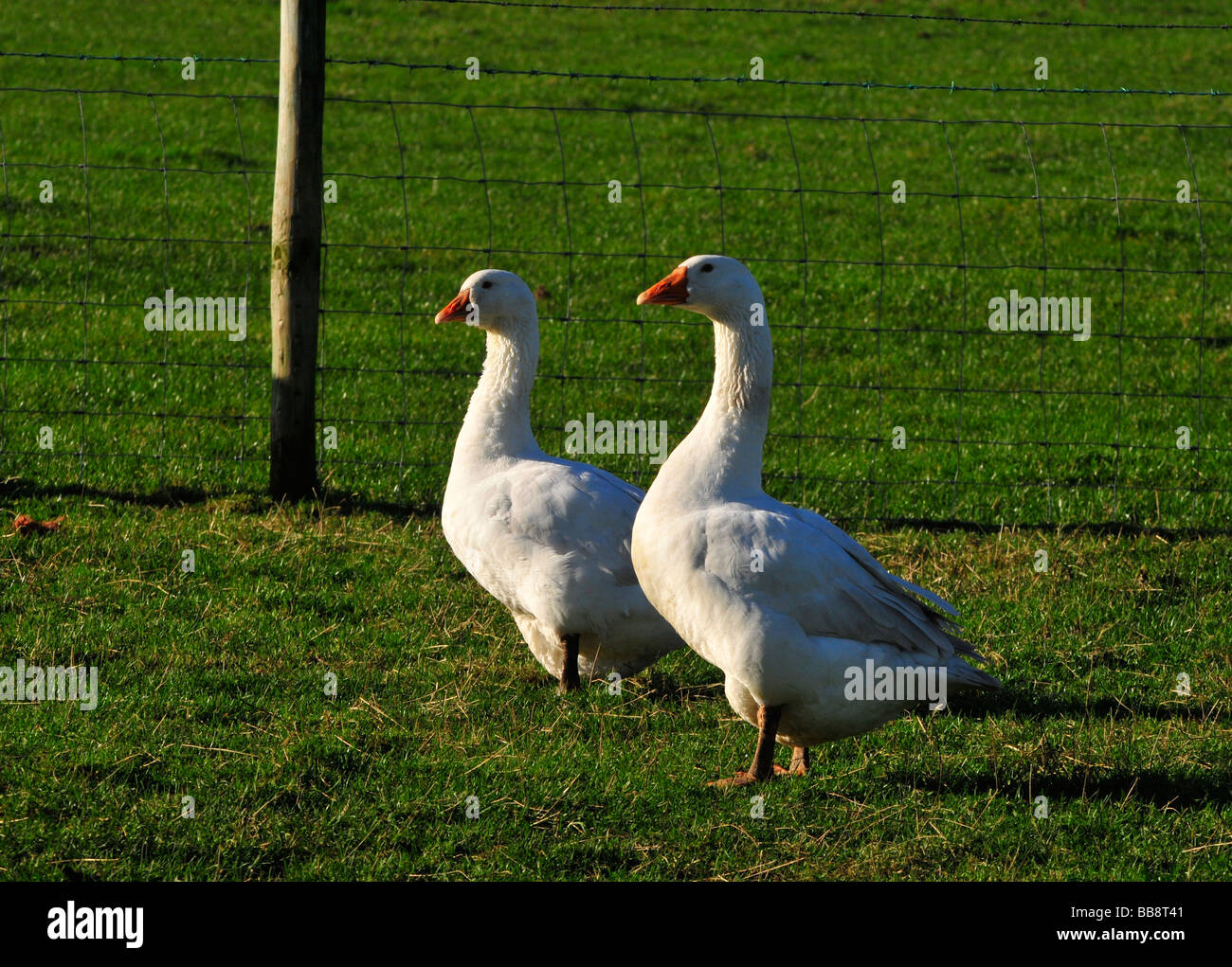 Goose geese gander ganders hi-res stock photography and images - Alamy