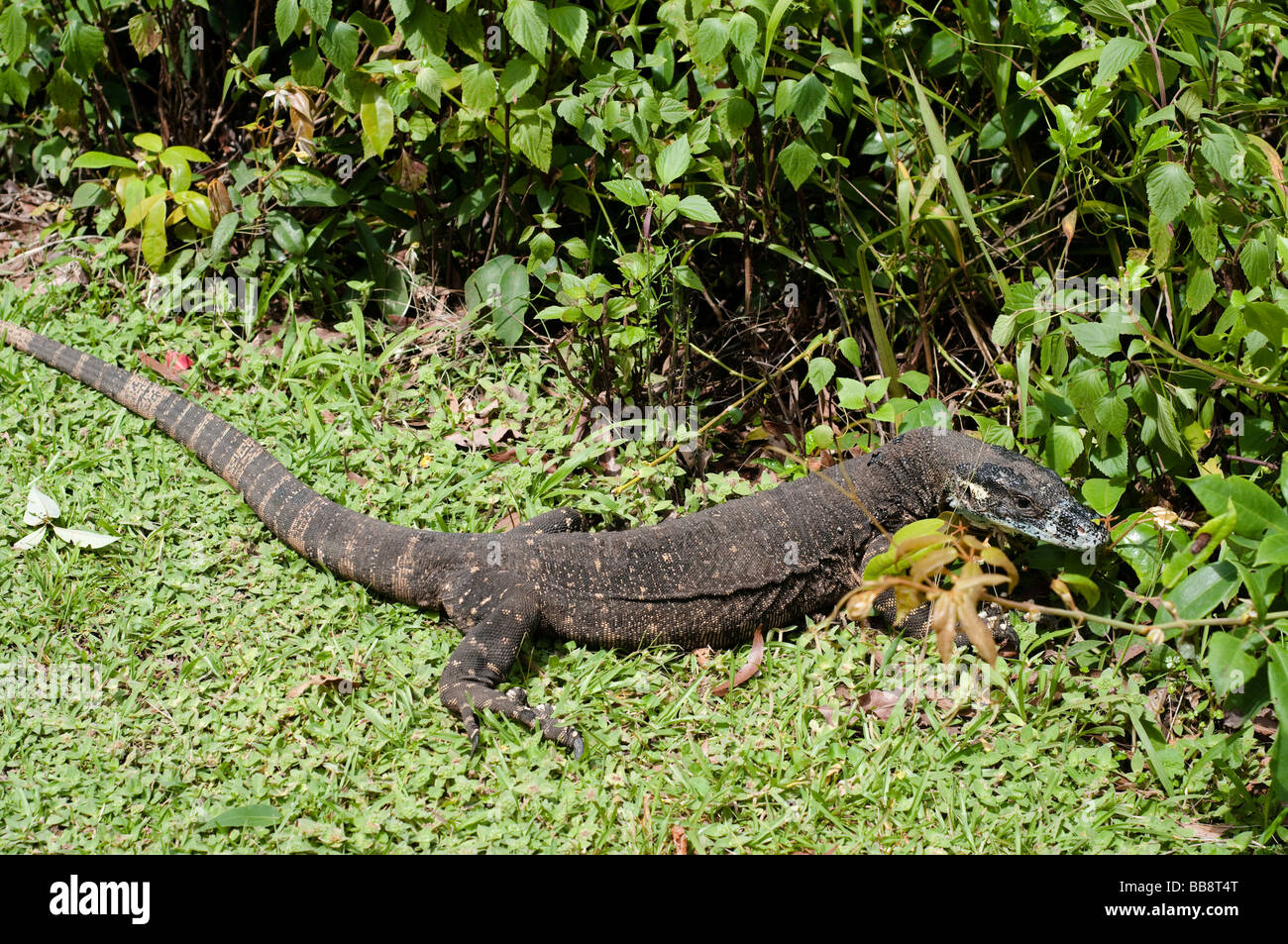 Lace Monitor or Lace Goanna lizard Coffs Harbour region NSW Australia ...