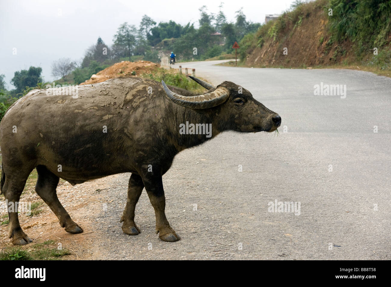 Buffalo crossing the road in Sapa, Vietnam Stock Photo - Alamy