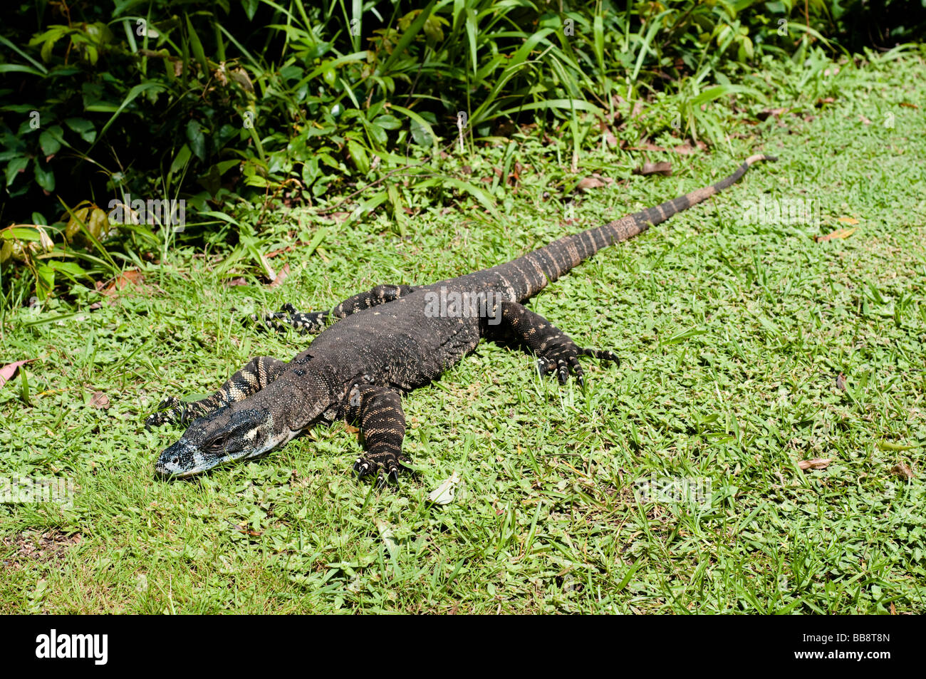 Lace Monitor or Lace Goanna lizard Coffs Harbour region NSW Australia ...