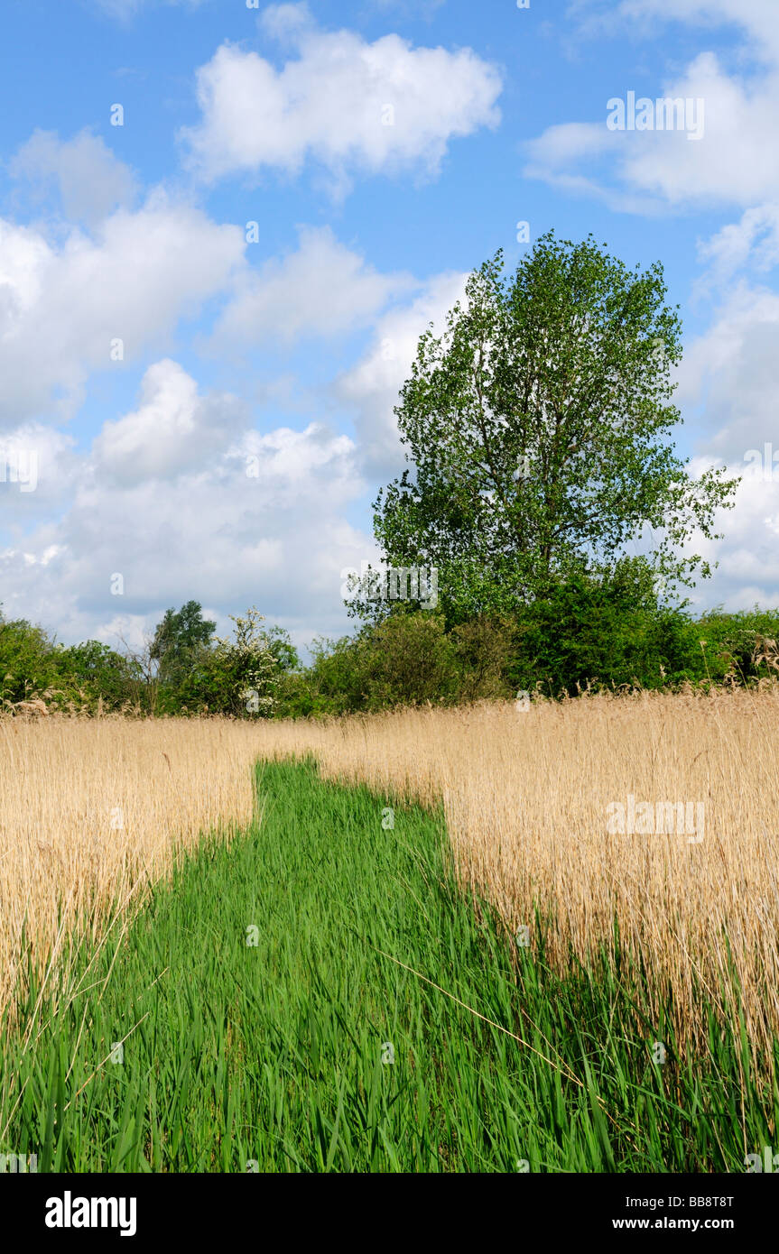 Fowlmere reserve hi-res stock photography and images - Alamy