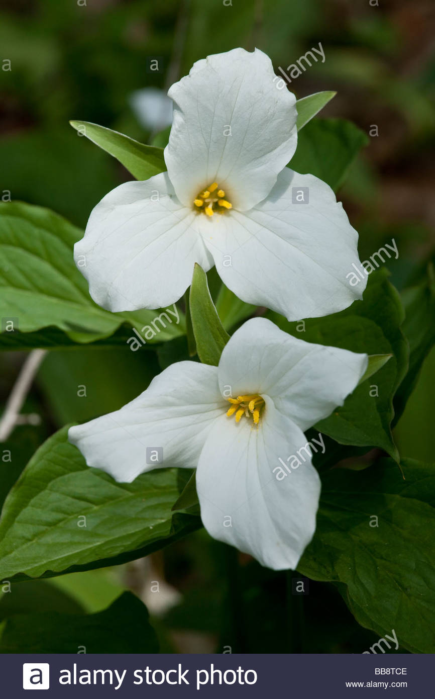 Trillium Flower Ontario High Resolution Stock Photography and Images ...
