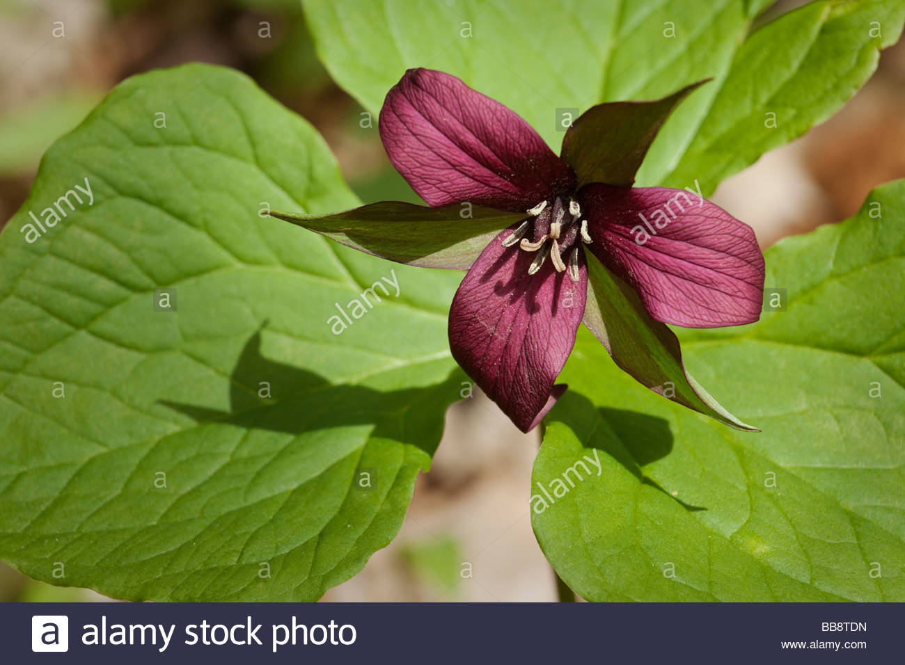 Trillium Erectum Flower High Resolution Stock Photography and Images ...