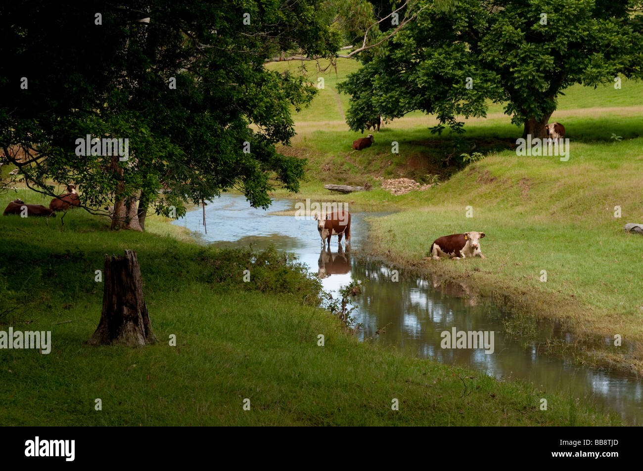 Pastoral scene in the Inland countryside of Coffs Harbour region NSW ...