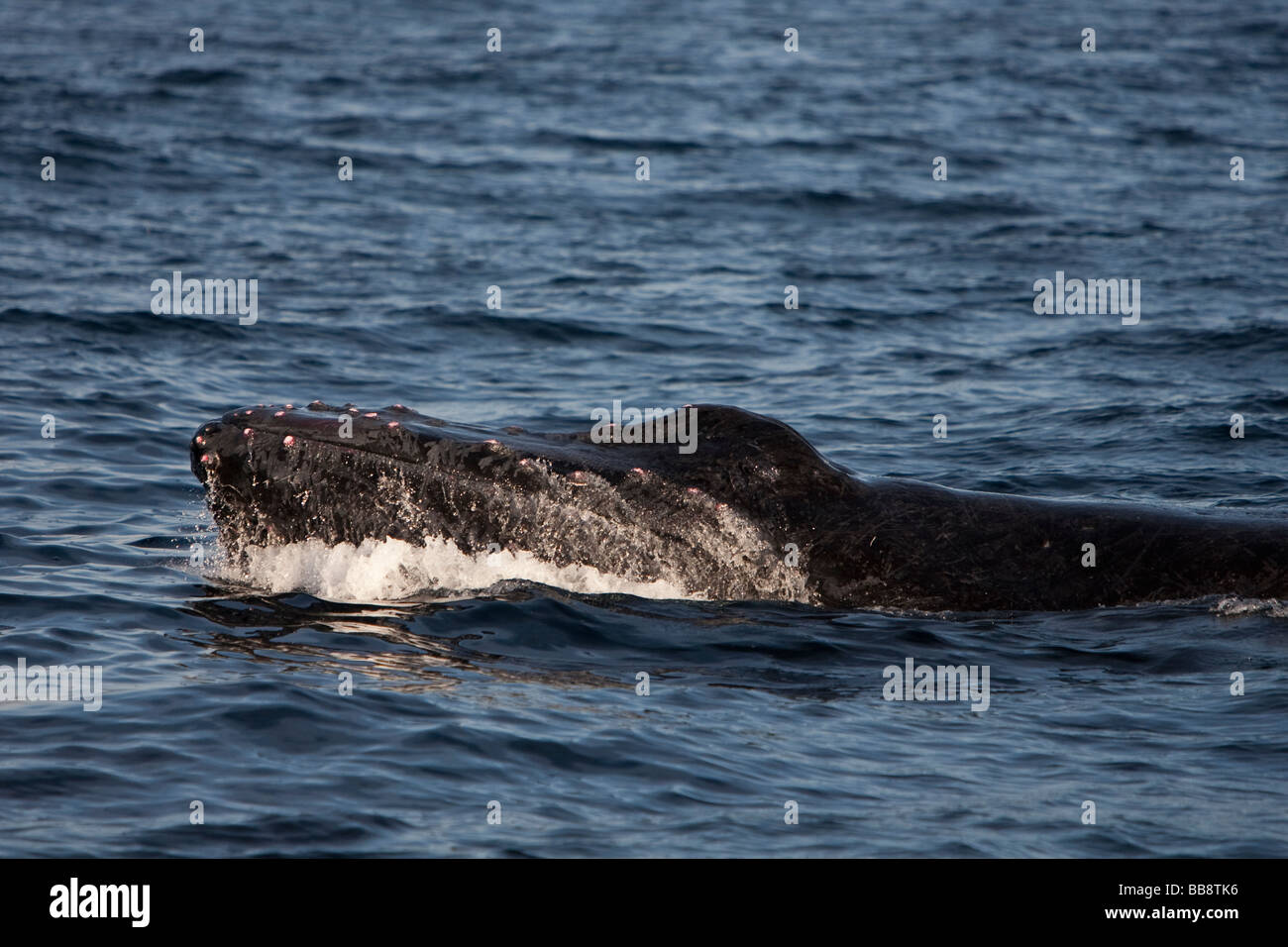 Humpback whale Megaptera novaeanglia Buckelwal head with tubercles ...