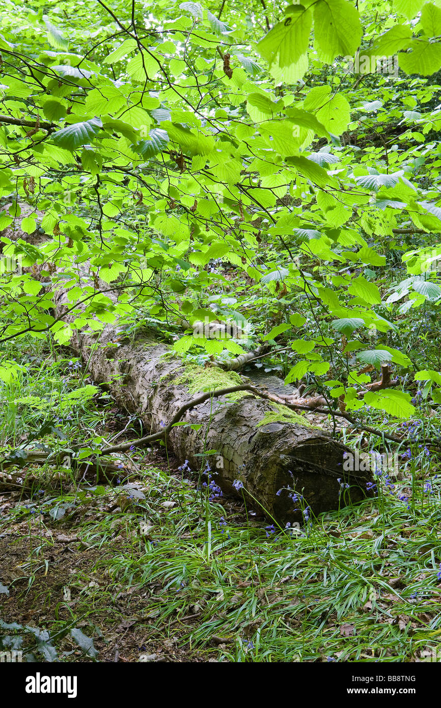 Fallen log lies under cover of a dense wood at 'The Dingle' near to ...