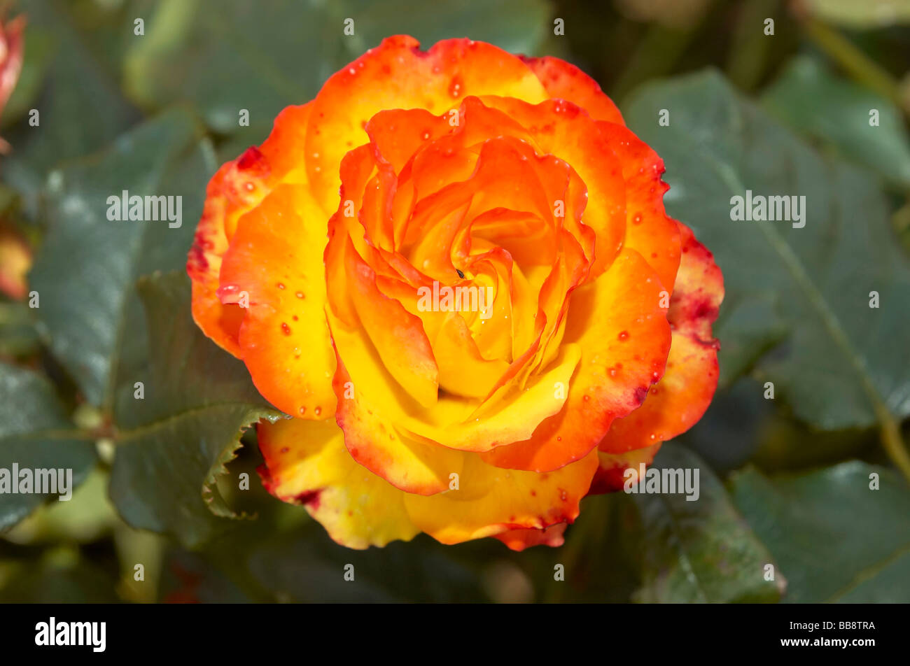 A bright orange rose on the bush Stock Photo - Alamy