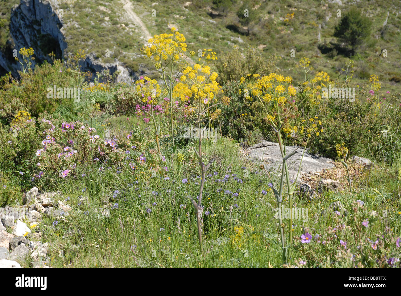 Giant Thapsia & wildflowers in spring, Sierra de la Forada, Sierra de la Forada, Alicante ...