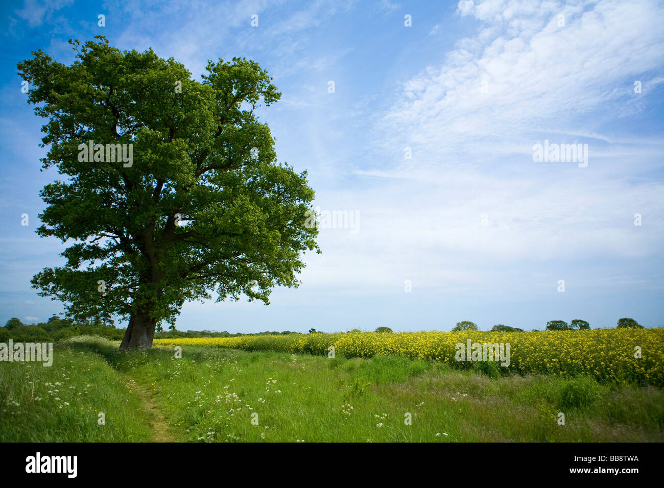 A beautiful large old English Oak Tree (Quercus robur) beside a field ...