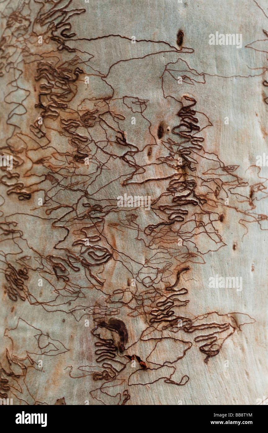 Pattern on the bark of Scribbly Gum or Eucalyptus Signata NSW Australia ...