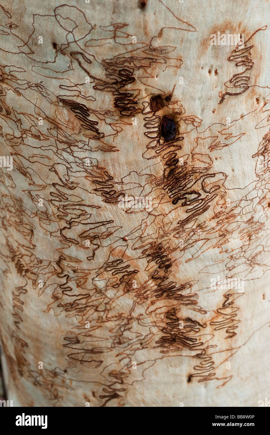 Pattern on the bark of Scribbly Gum or Eucalyptus Signata NSW Australia ...